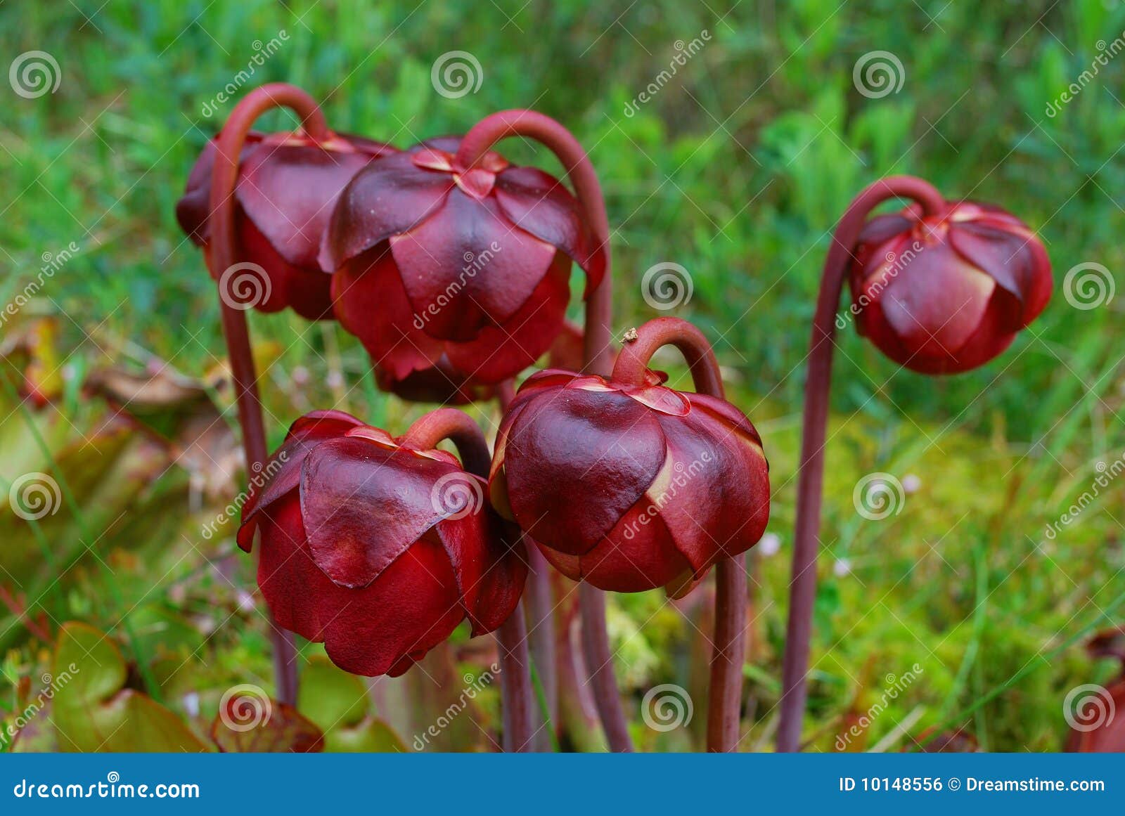 Pitcher Plant stock photo. Image of side, flora, saddle - 10148556