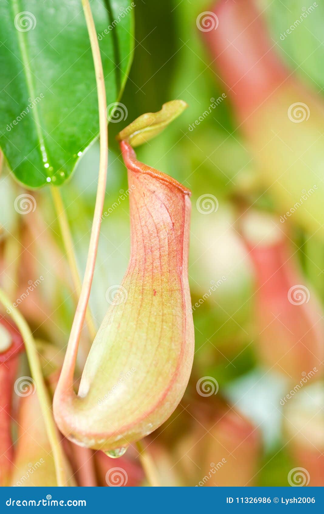 Pitcher plant stock photo. Image of nature, leaf, garden - 11326986