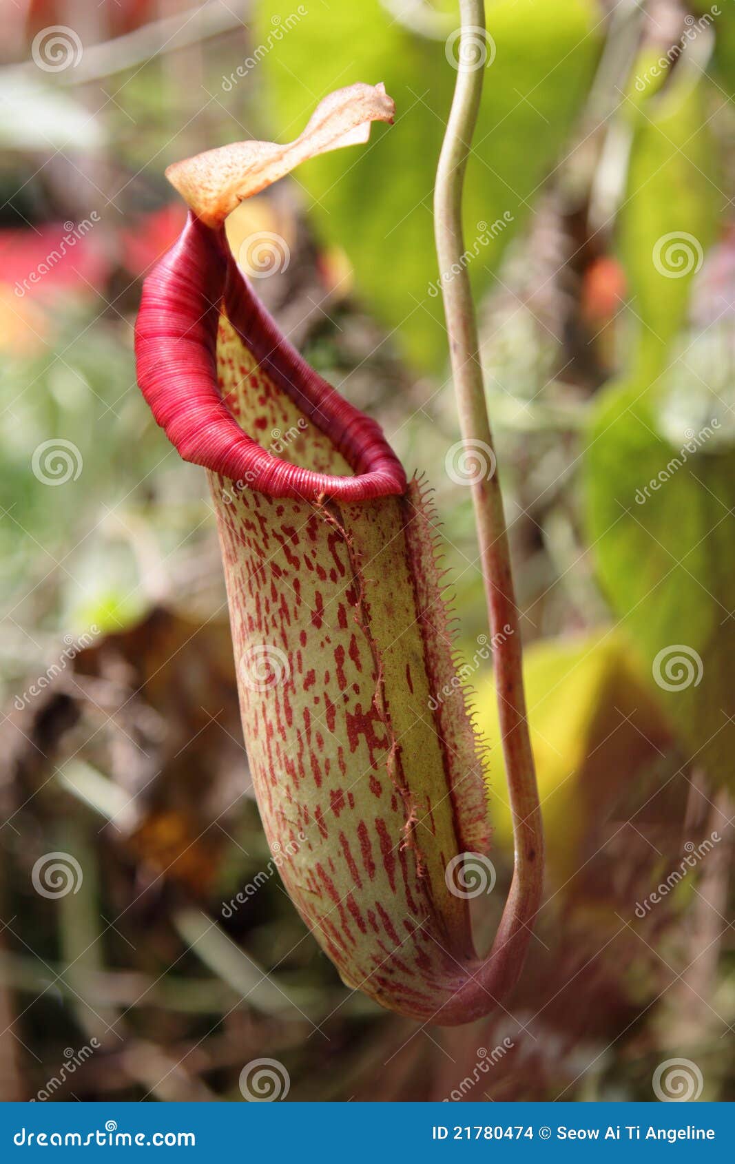 Pitcher Plant stock photo. Image of nepenthes, digestive - 21780474