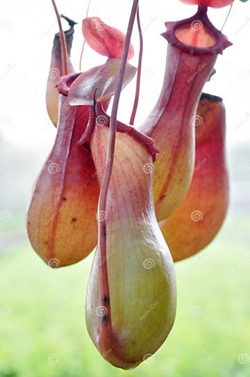 Pitcher plant stock image. Image of malaysia, exotic - 23724929