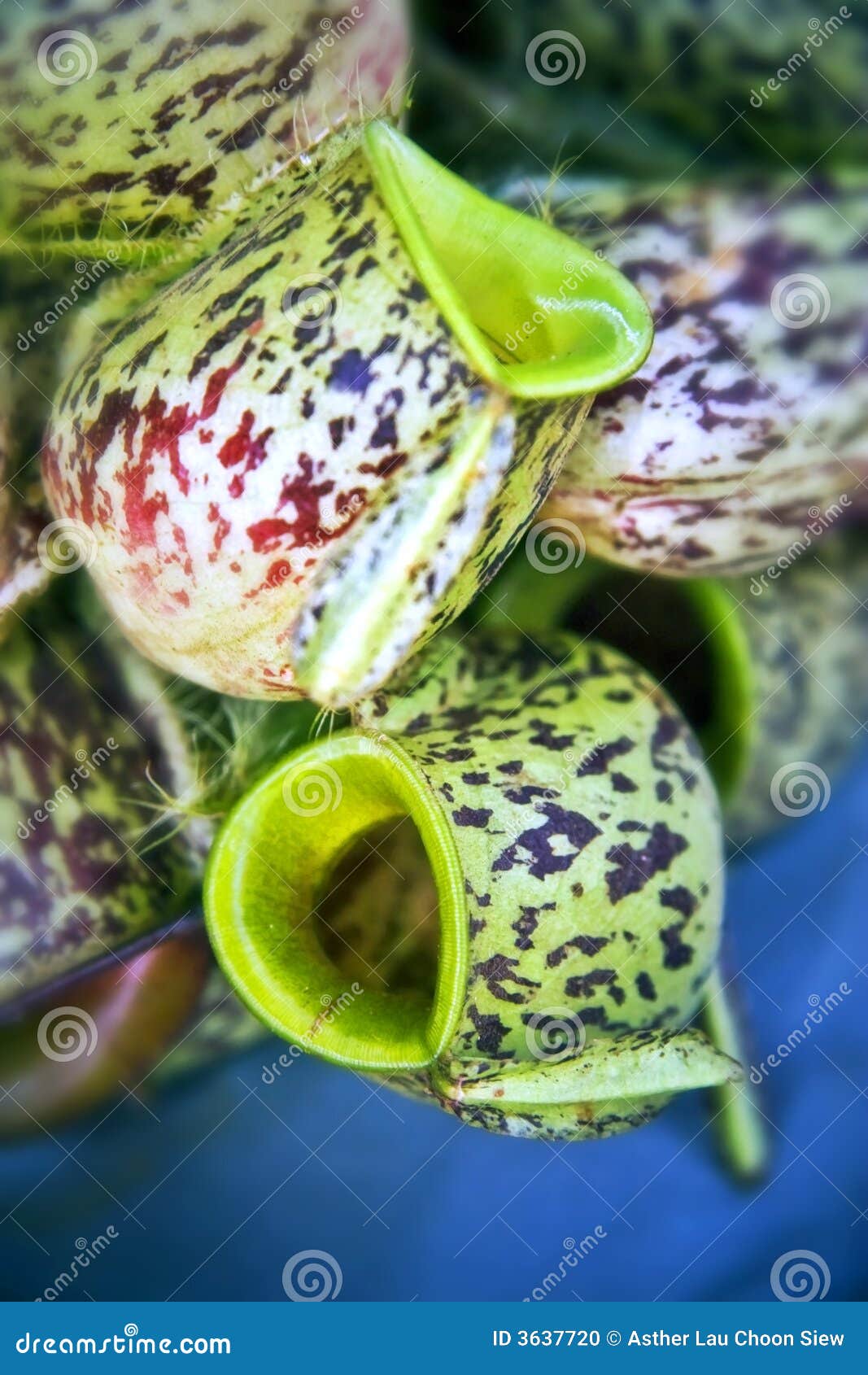 Pitcher Plant stock photo. Image of tropical, wild, unique - 3637720
