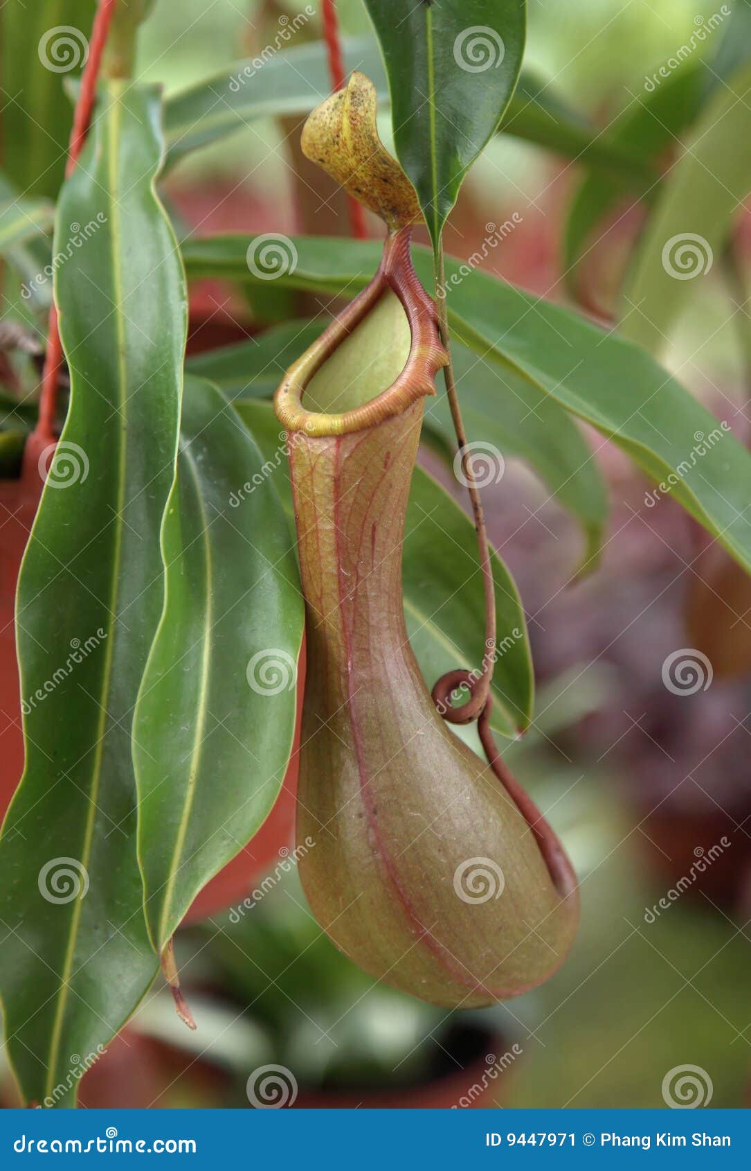 Pitcher Plant stock image. Image of flower, exotic, asia - 9447971