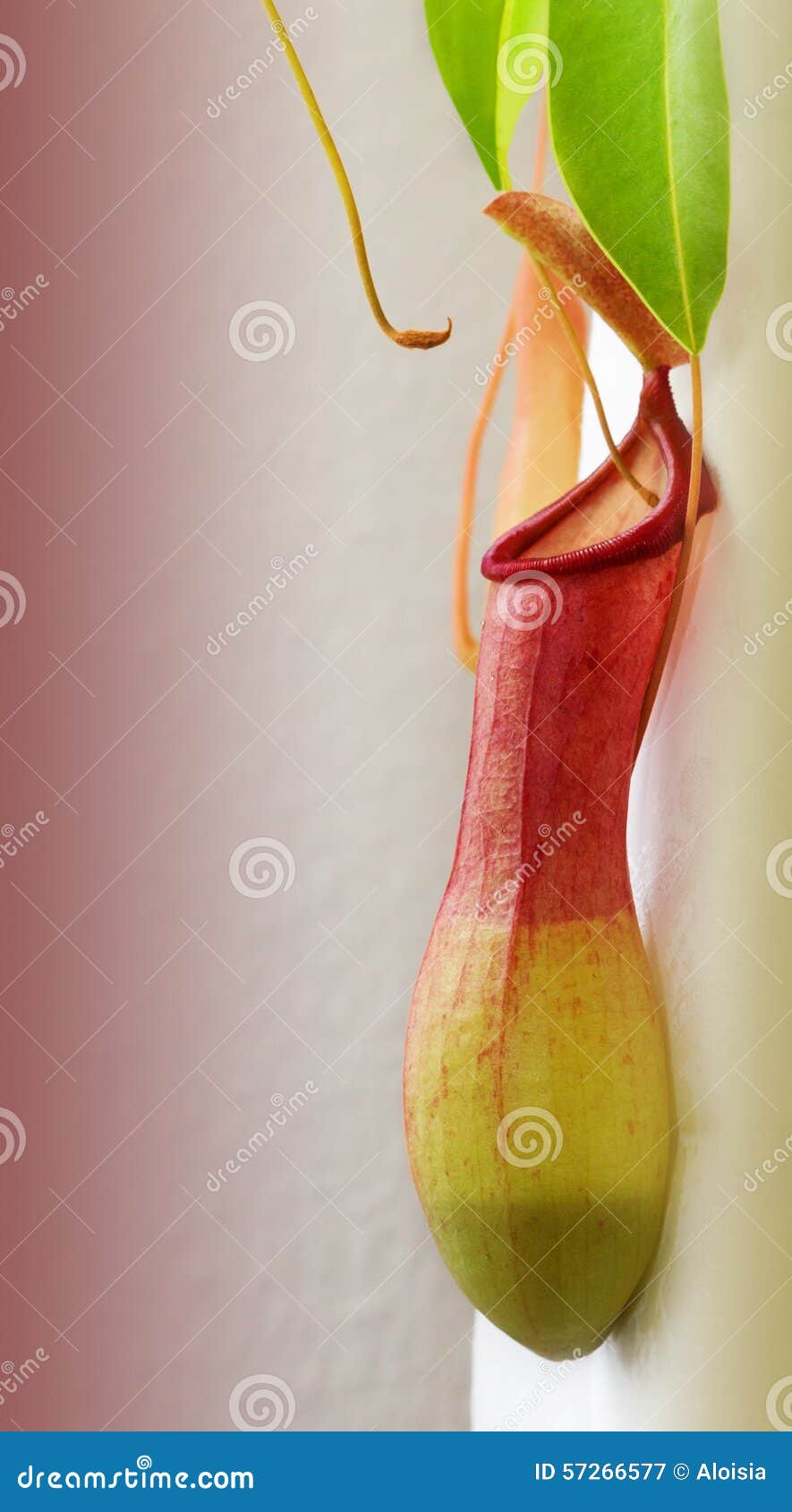 Pitcher plant stock image. Image of nature, pitcher, green - 57266577