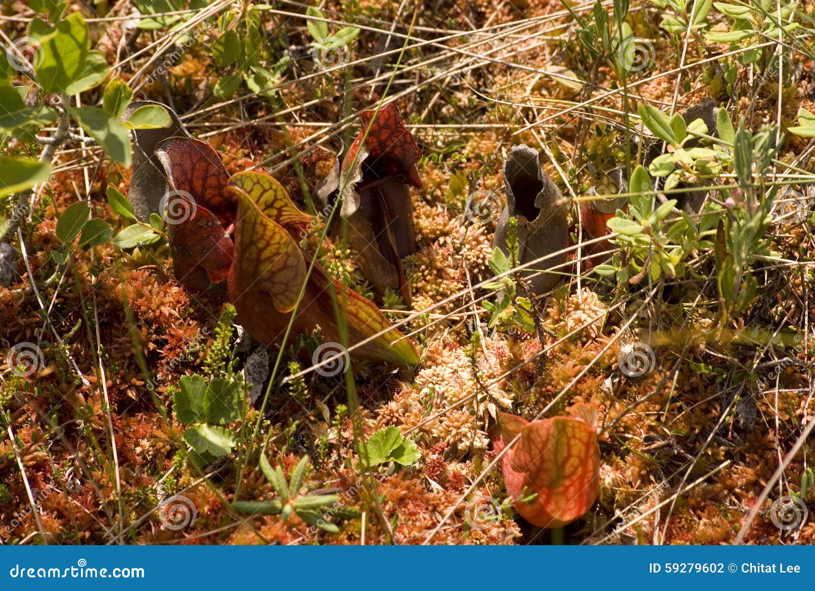 Pitcher Plant stock photo. Image of wetland, pitcher - 59279602