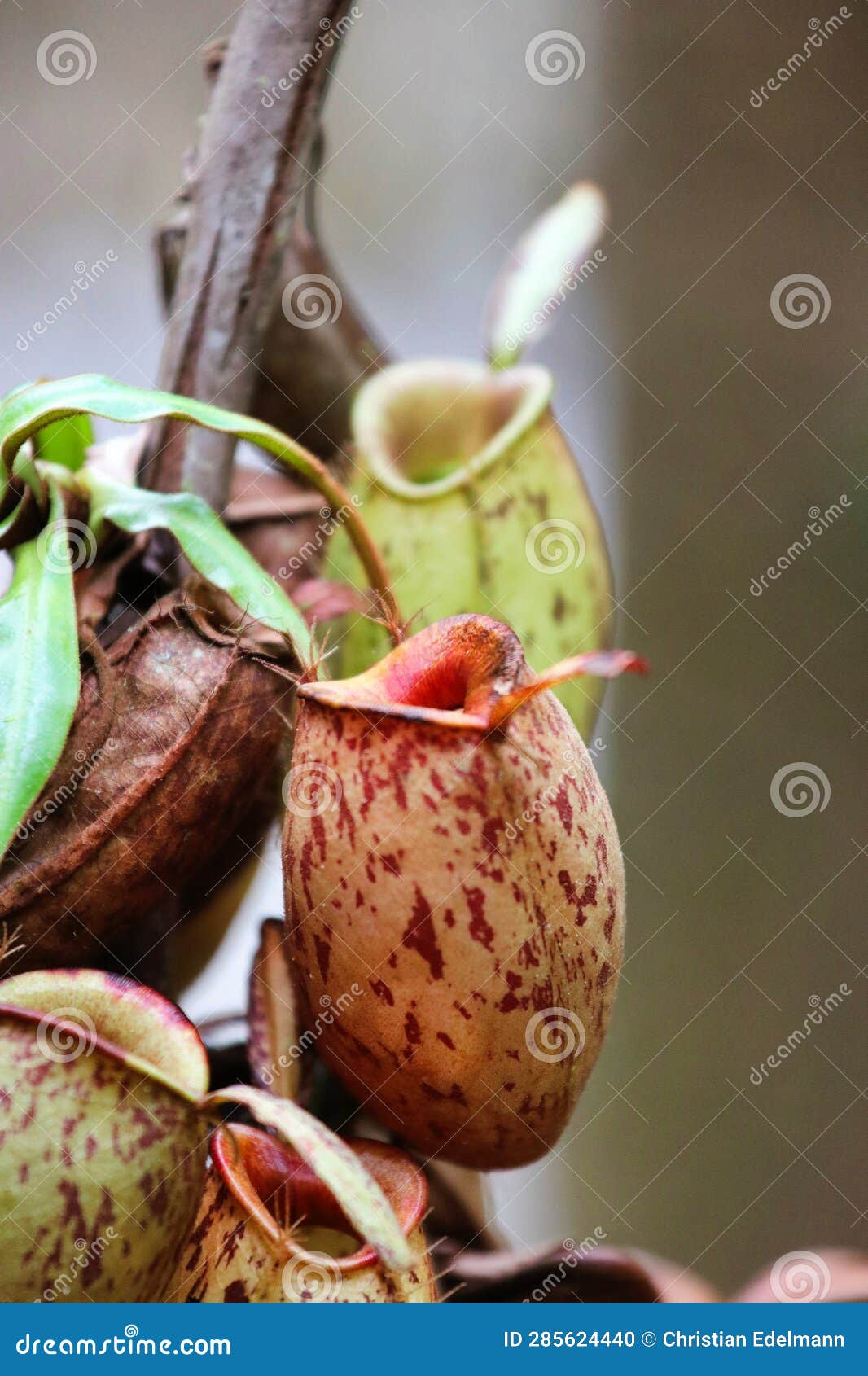 Pitcher Plant - Borneo Malaysia Asia Stock Photo - Image of cases ...