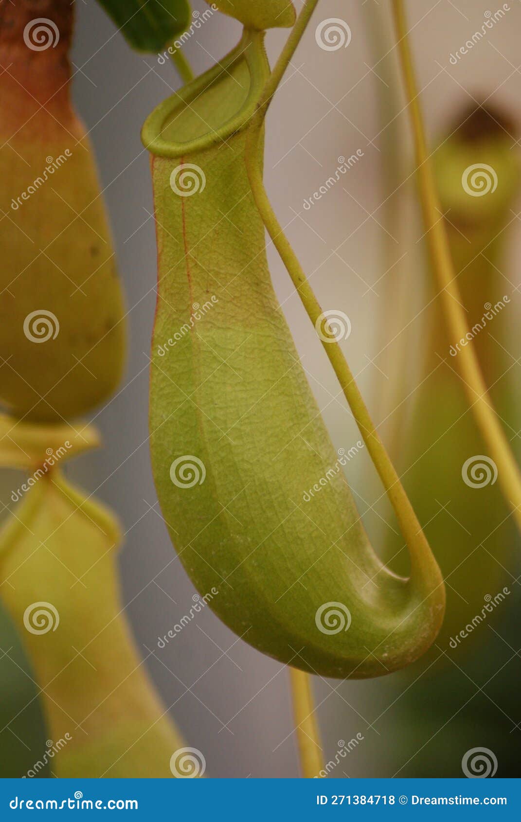 Pitcher Plant stock photo. Image of plant, predator - 271384718