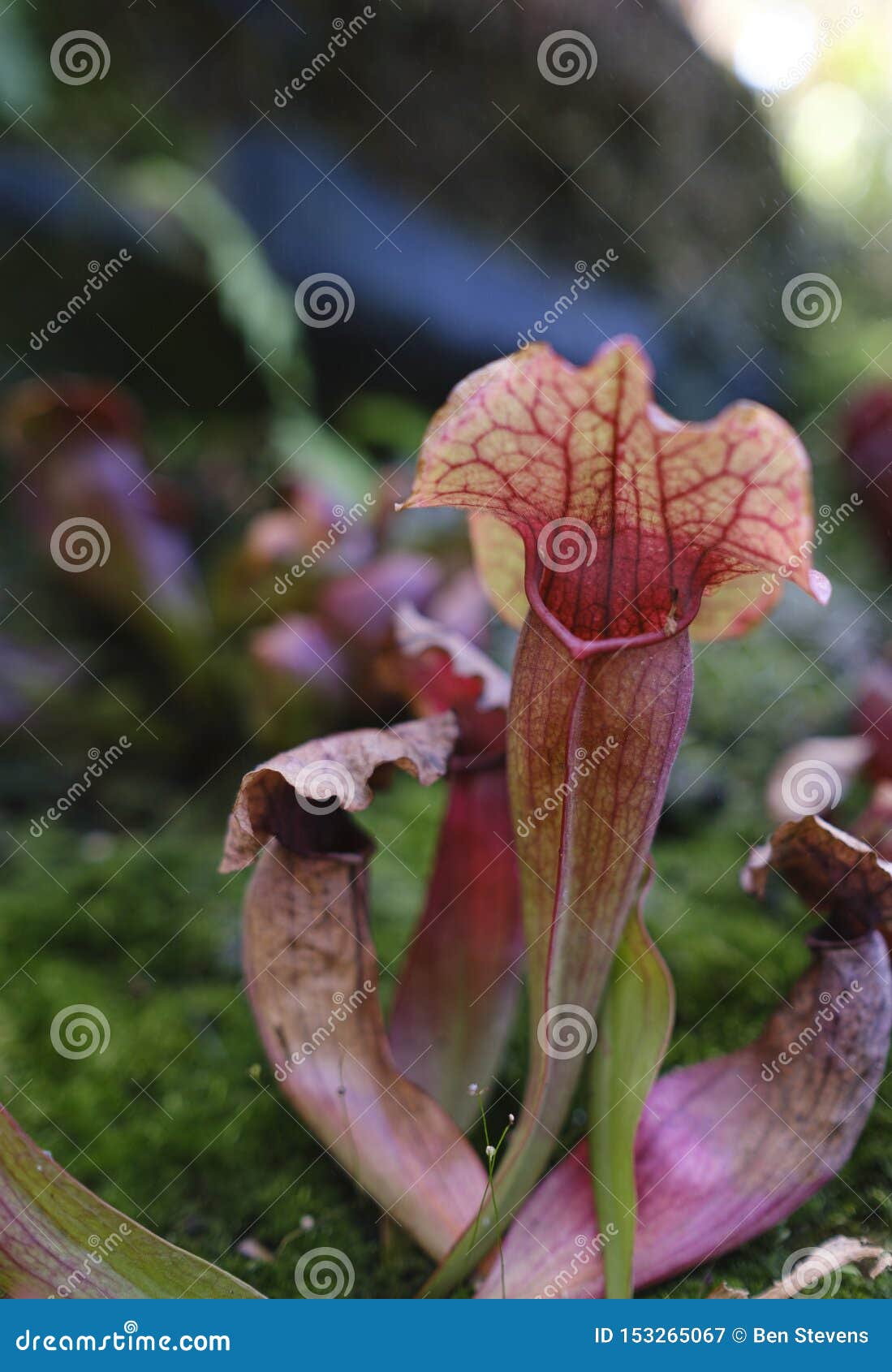 Pitcher Plant stock image. Image of acid, copy, green - 153265067