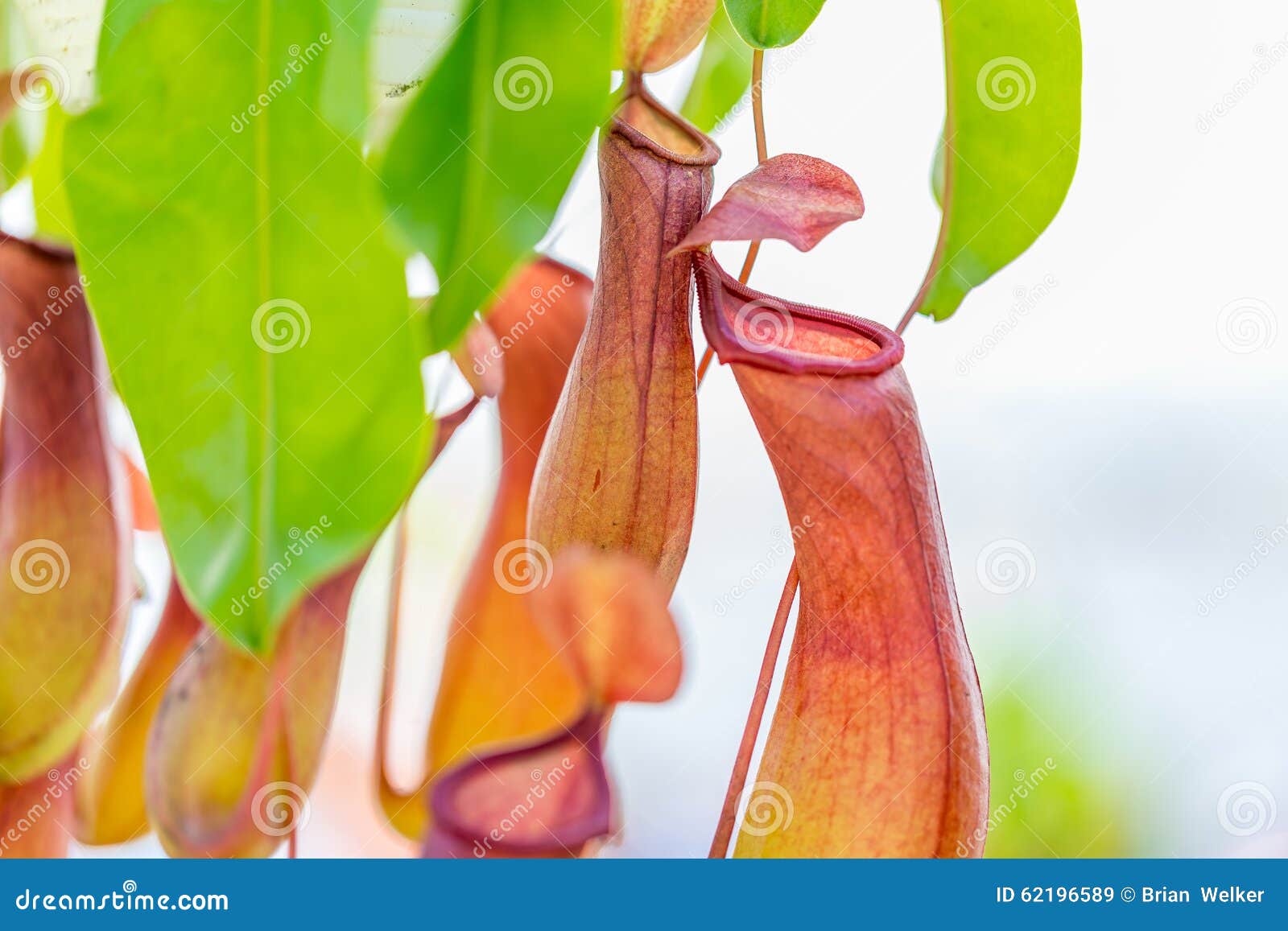 Pitcher Plant stock image. Image of nature, grow, detail - 62196589