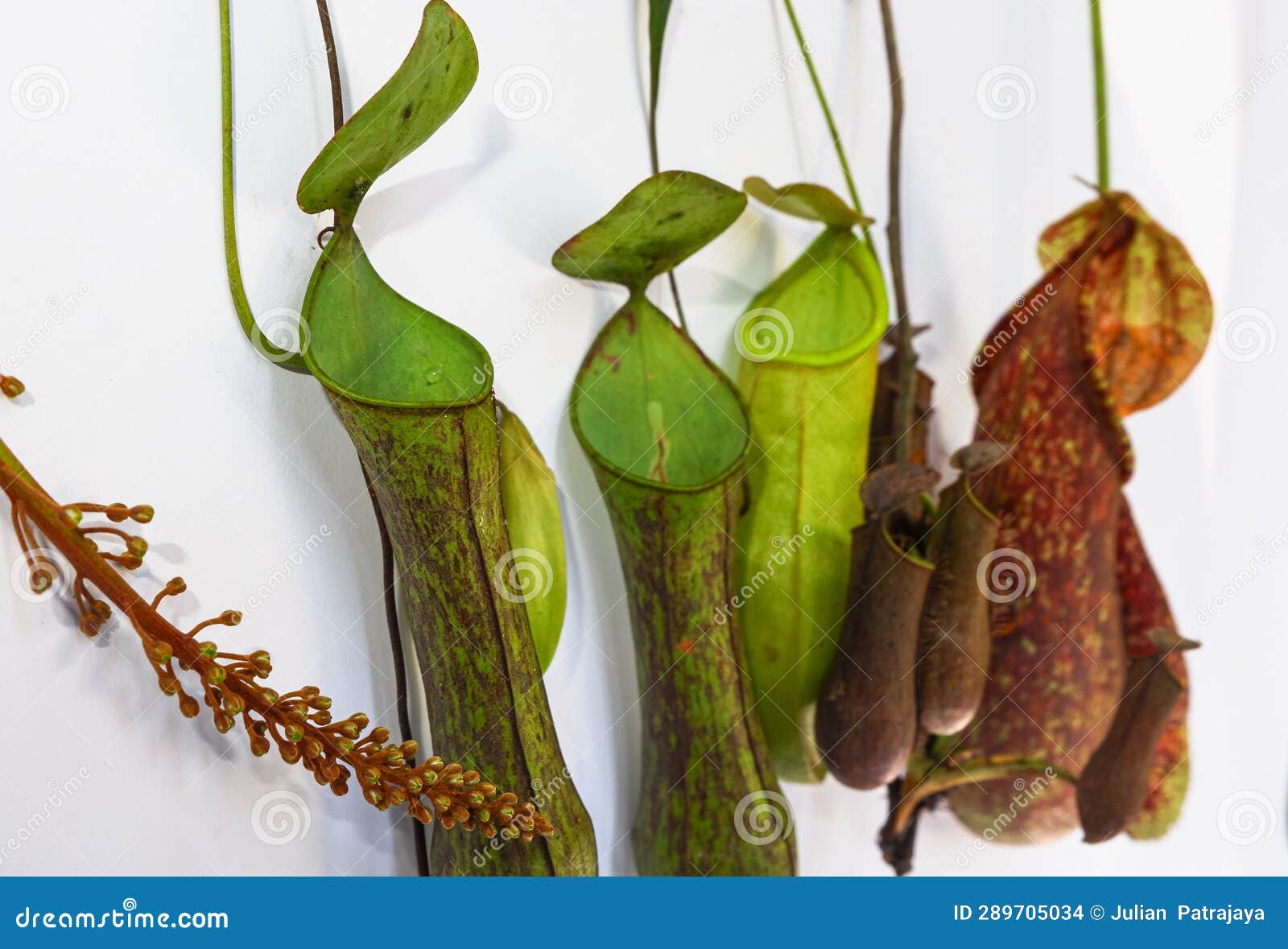 Flower Nepenthes, Predatory Plant Royalty-Free Stock Photography ...