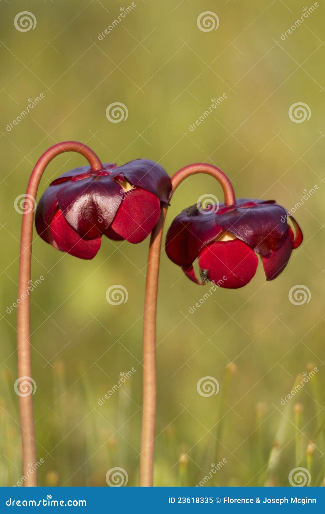 Pitcher plant flowers stock image. Image of scotia, pitcher - 23618335
