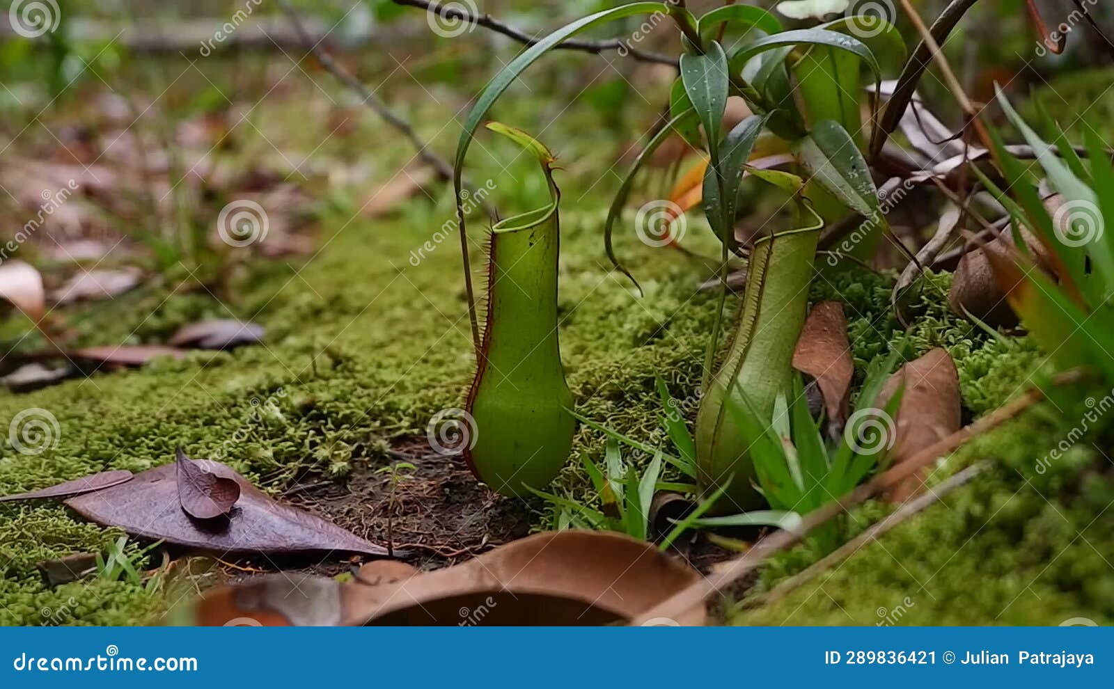 Pitcher Plant in the Forest Stock Video - Video of wild, species: 289836421