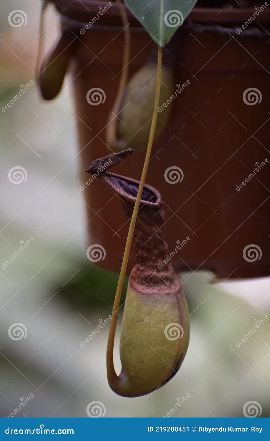 Pitcher Plant at a garden stock image. Image of botanical - 219200451