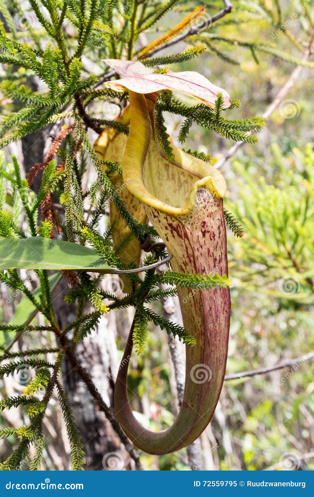 Pitcher Plant stock image. Image of tree, carnivore, borneo - 72559795