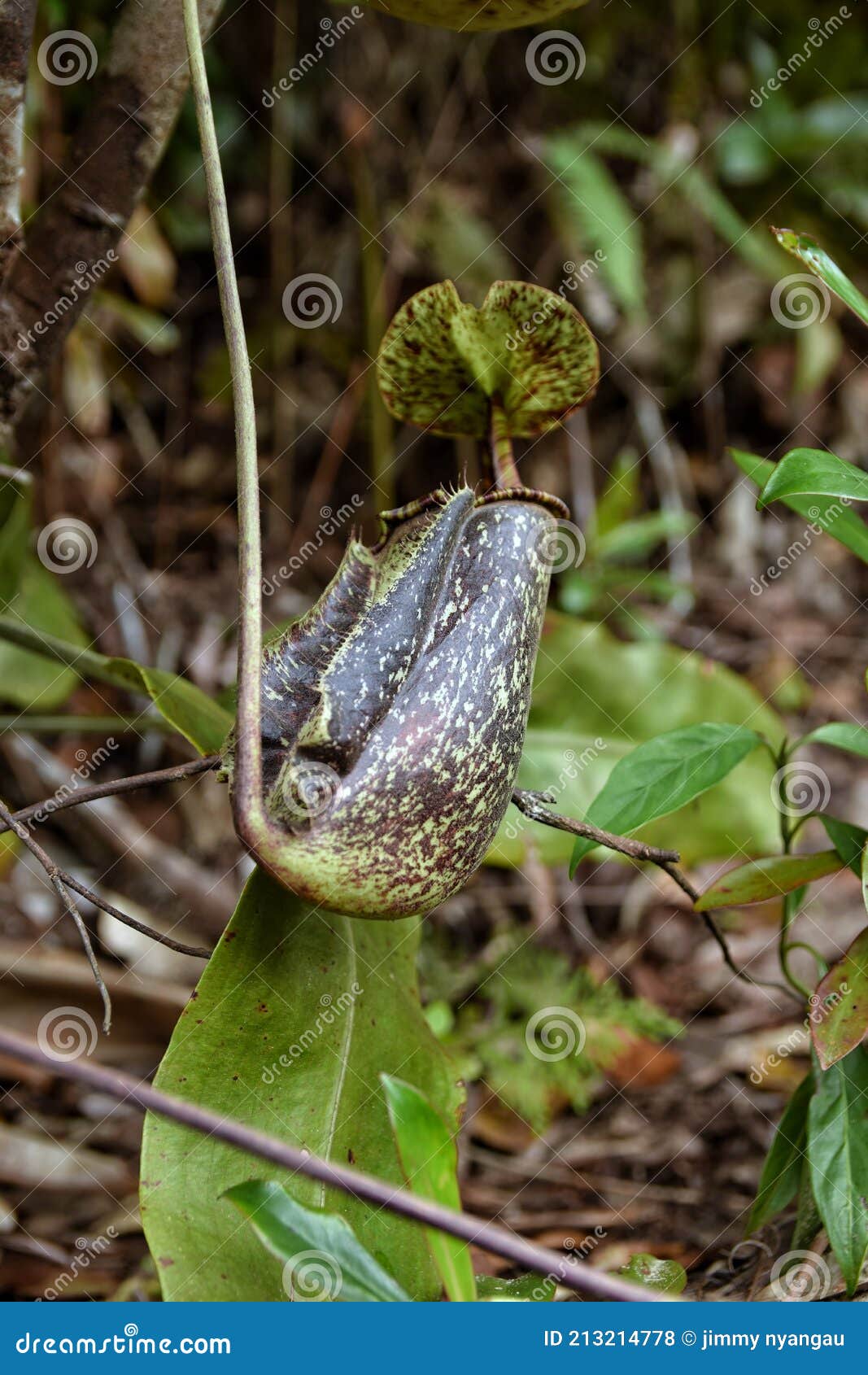 Pitcher Plant in the Jungle Stock Photo - Image of plant, leave: 213214778