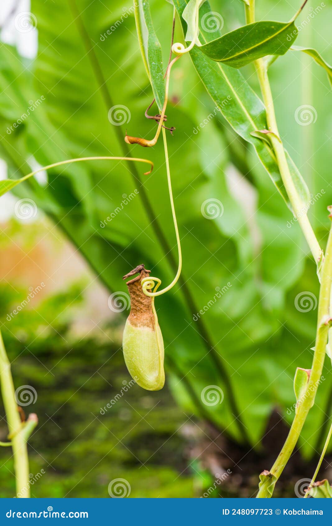 Pitcher Plant or Monkey Cup on Tree Stock Image - Image of background ...