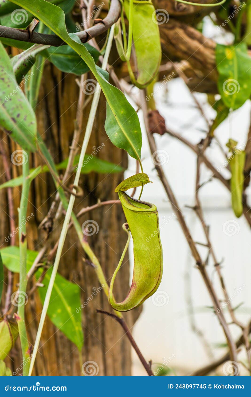 Pitcher Plant or Monkey Cup on Tree Stock Image - Image of macro ...