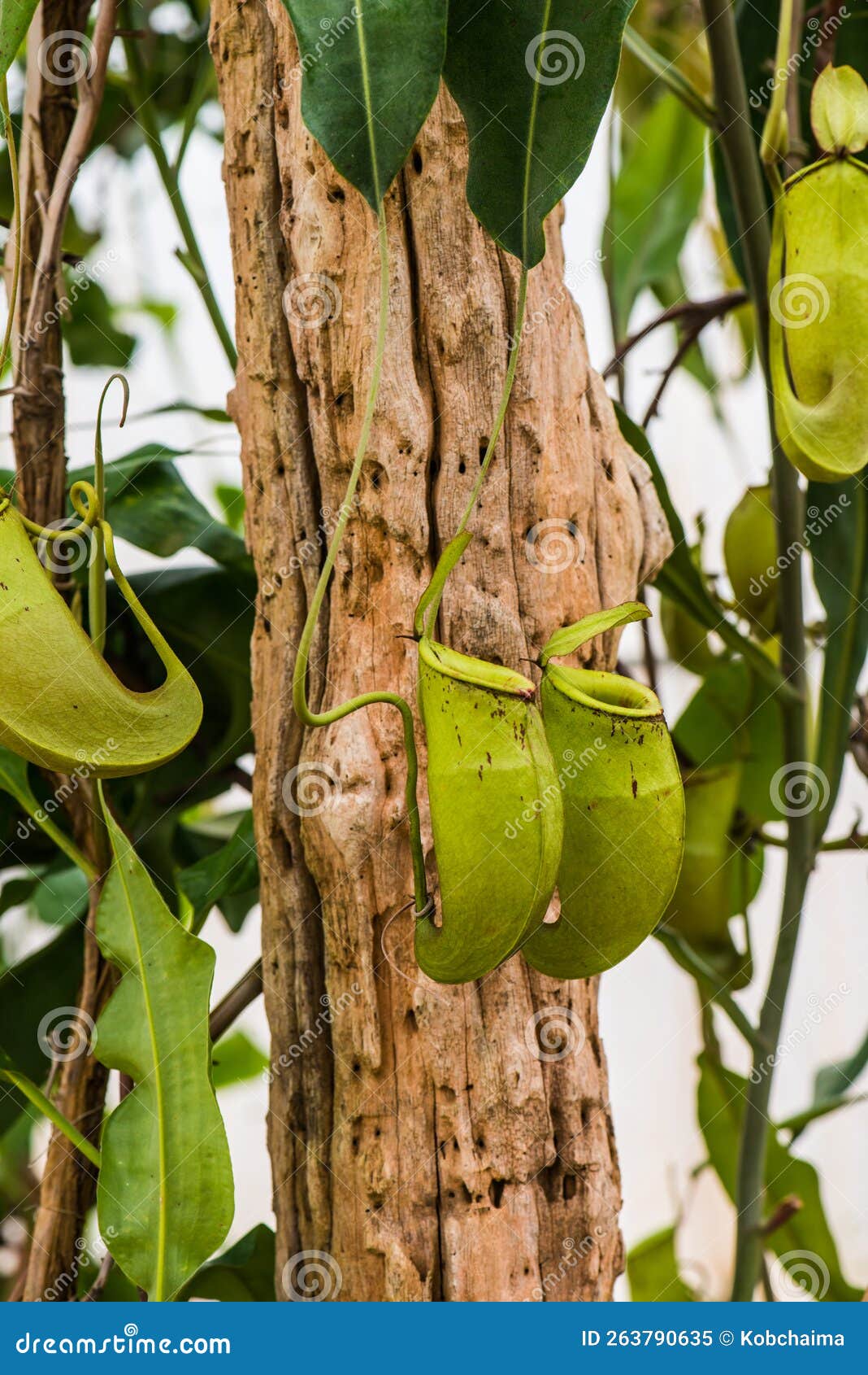 Pitcher Plant or Monkey Cup on Tree Stock Image - Image of flora ...