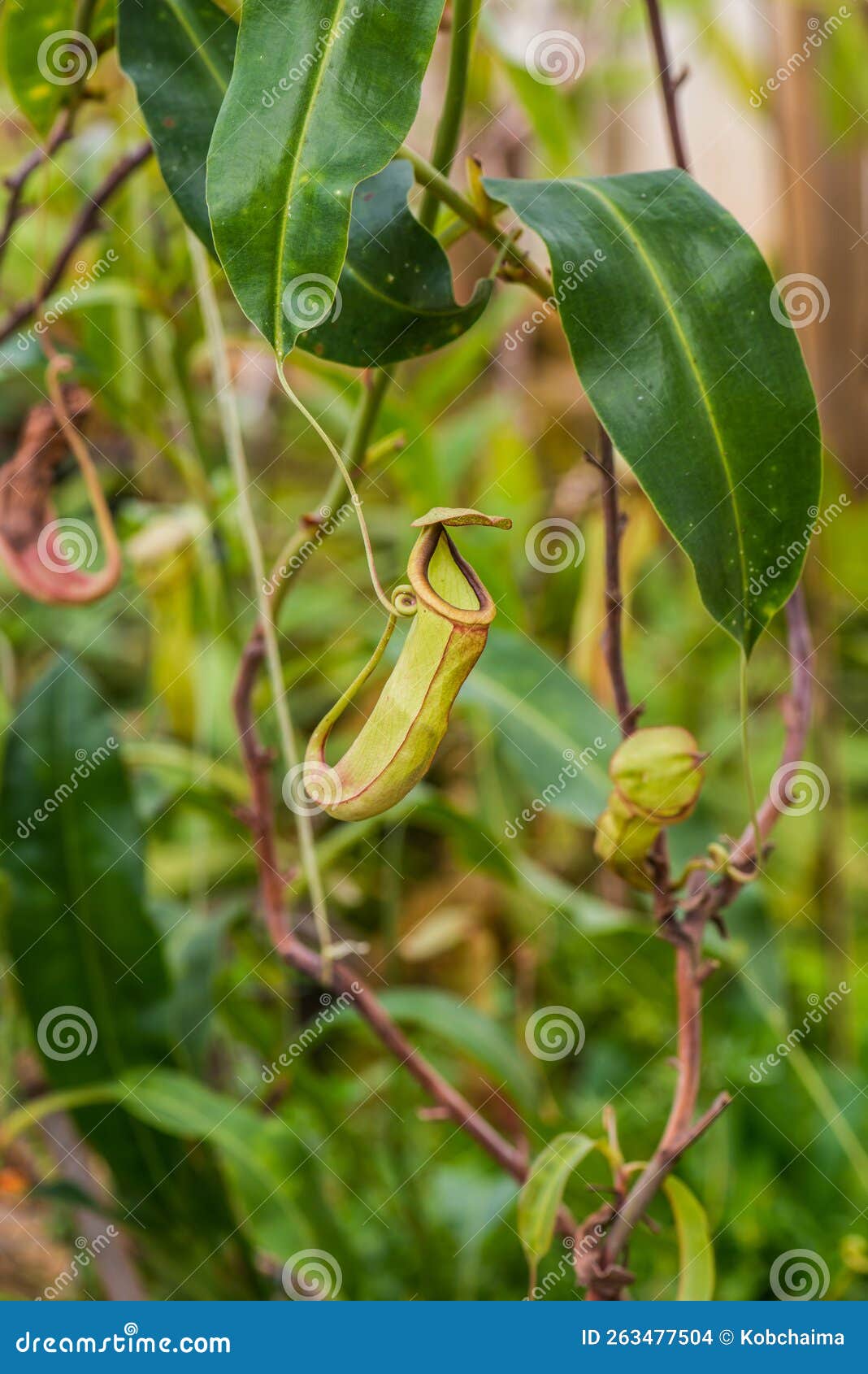Pitcher Plant or Monkey Cup on Tree Stock Photo - Image of green ...