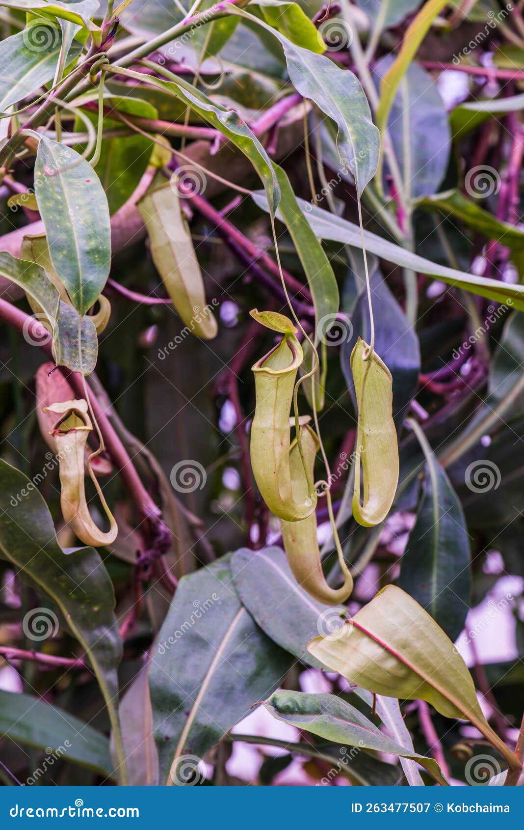 Pitcher Plant or Monkey Cup on Tree Stock Image - Image of trapper ...