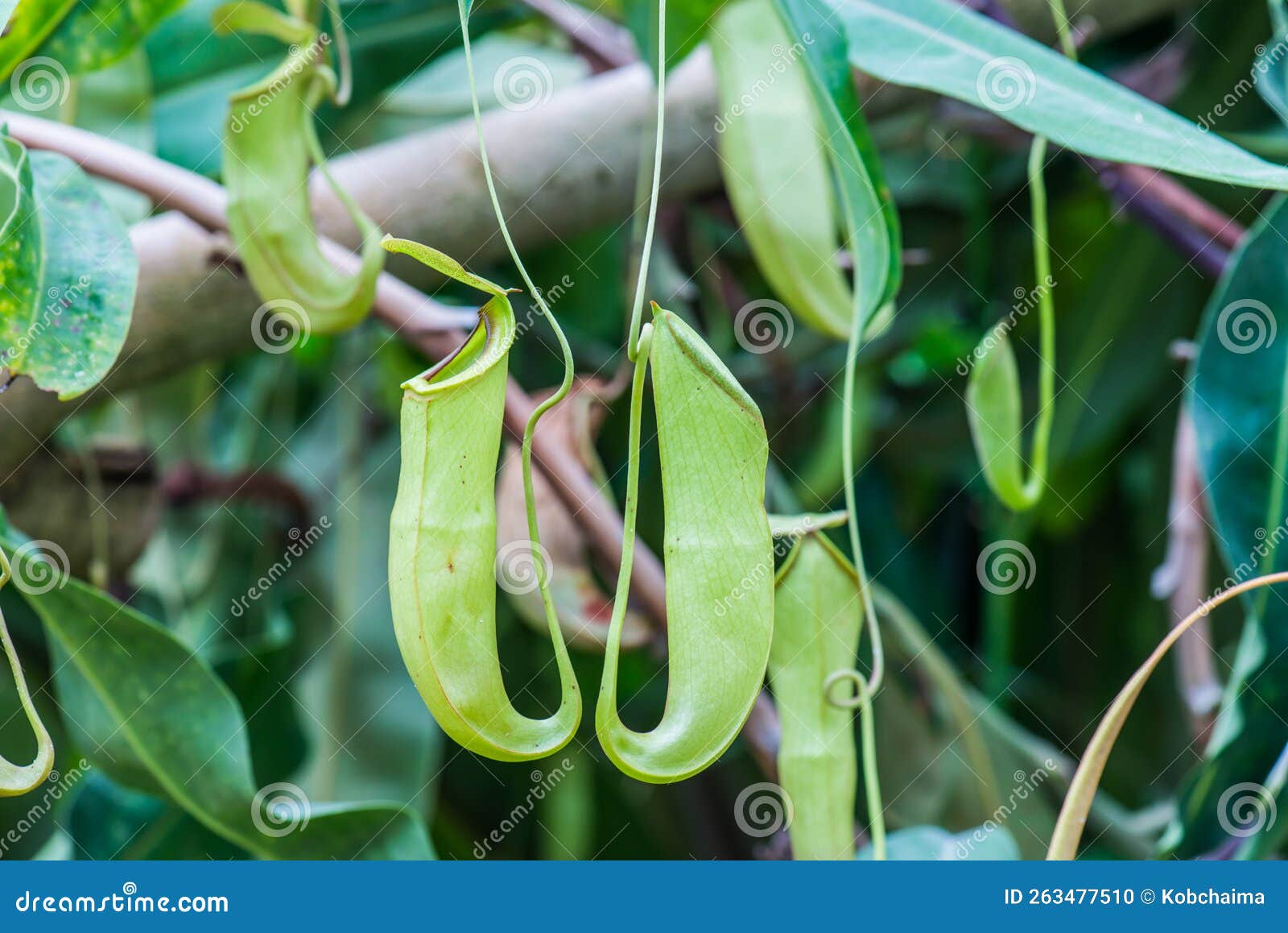 Pitcher Plant or Monkey Cup on Tree Stock Photo - Image of tropical ...
