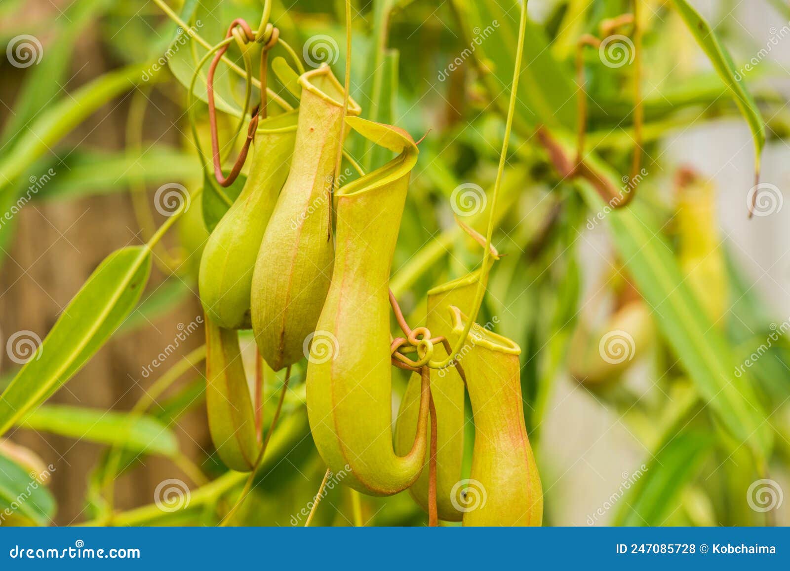 Pitcher Plant or Monkey Cup on Tree Stock Photo - Image of carnivorous ...