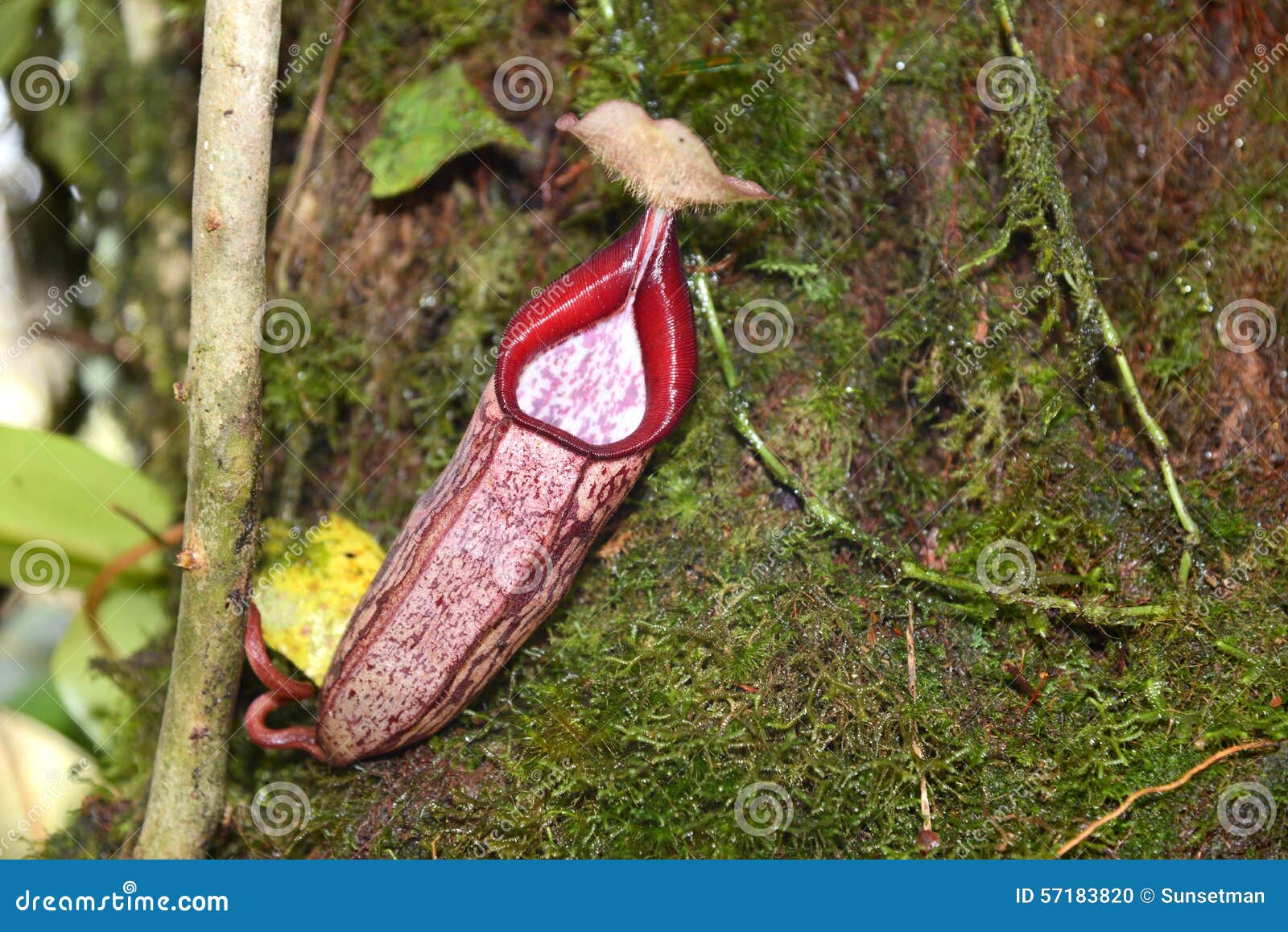 Pitcher Plant stock photo. Image of prey, leave, jungle - 57183820