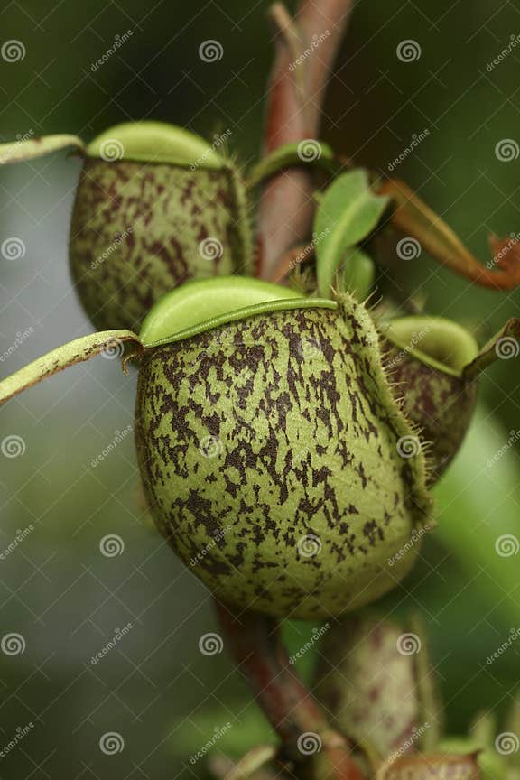 Pitcher Plant stock image. Image of nature, jungle, wild - 40854643