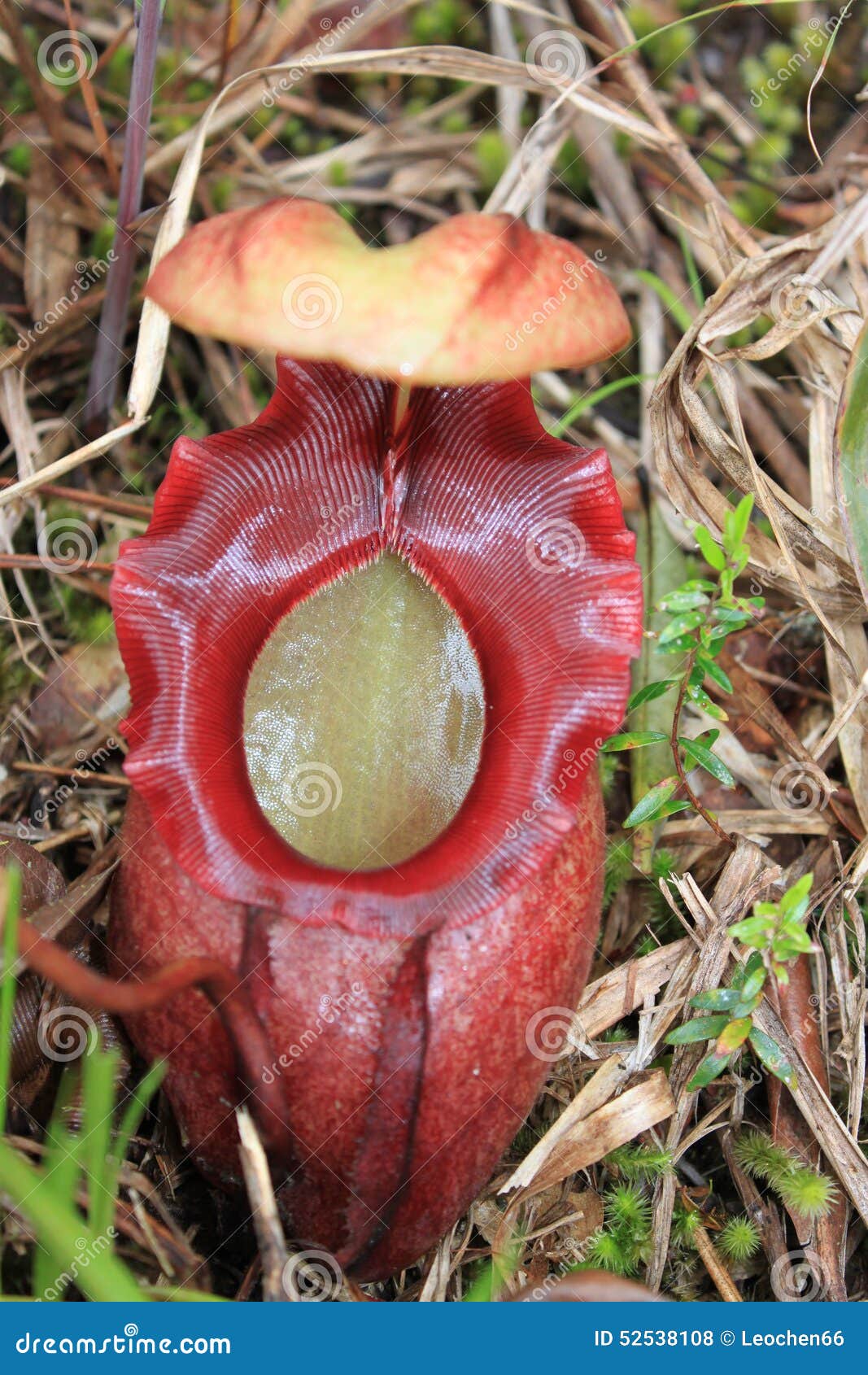 Nepenthes Rajah A Carnivorous Pitcher Plant Royalty-Free Stock Photo ...