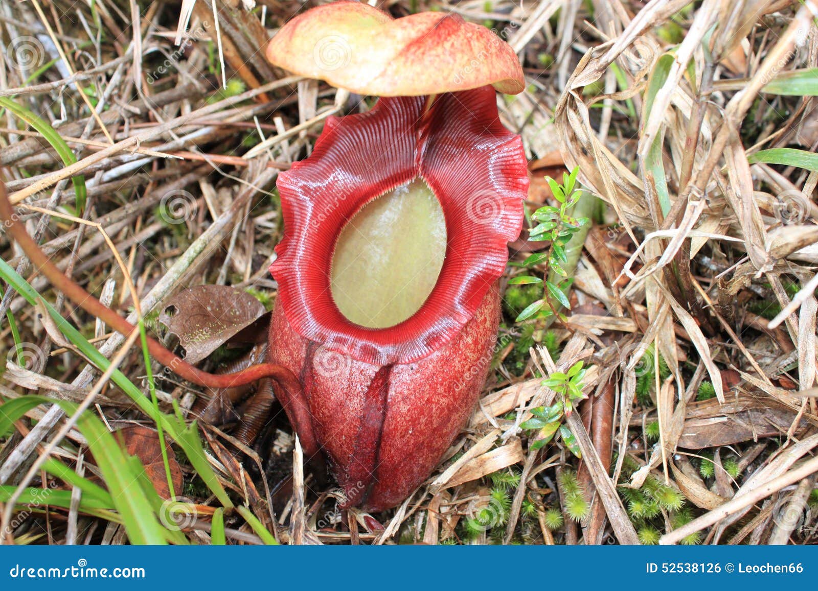 Pitcher Plant (Nepenthes Rajah) Stock Photo - Image of house, extinct ...