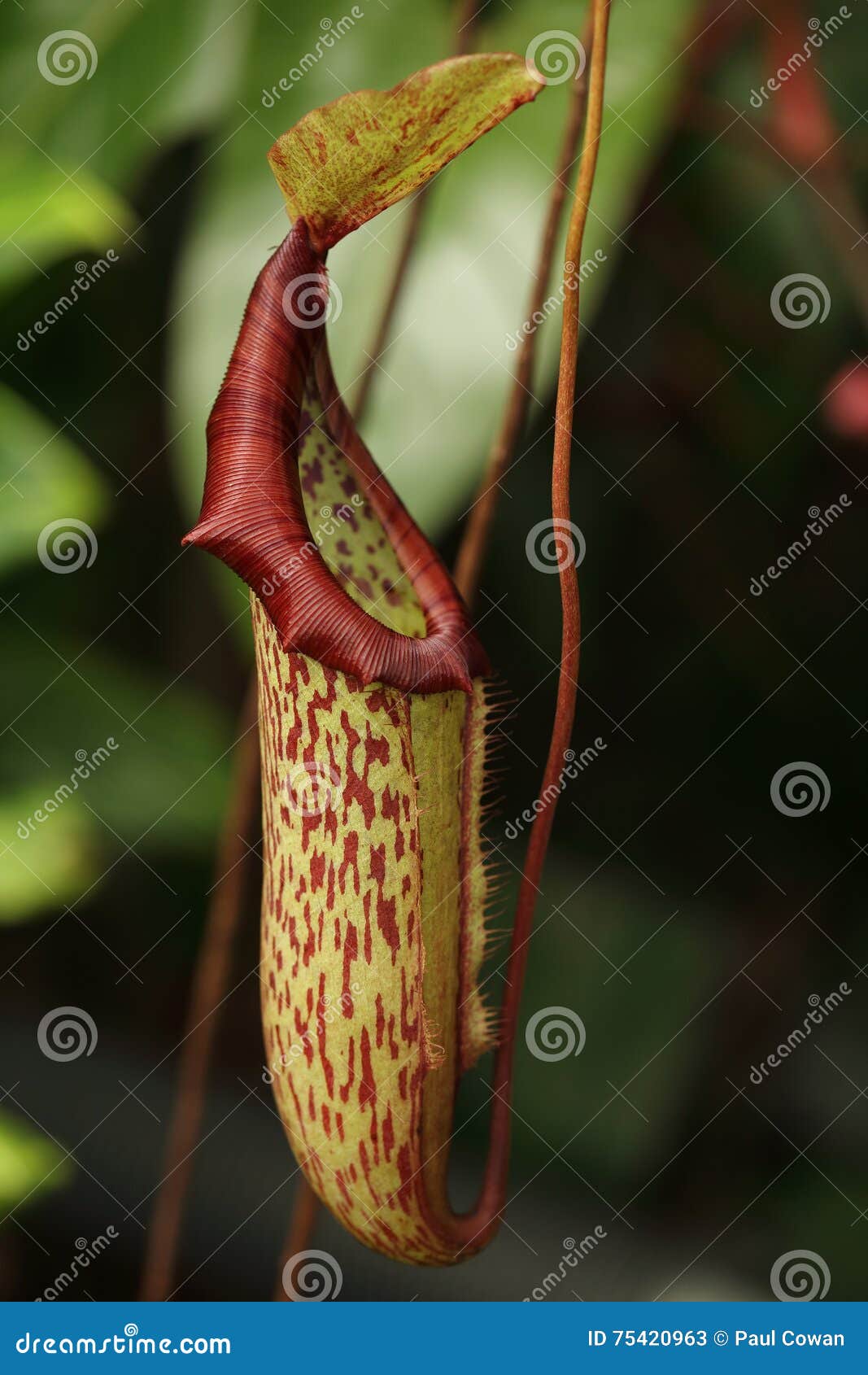 Pitcher Plant Diagram