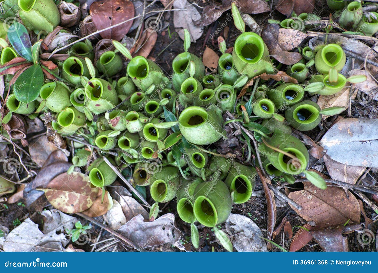 Pitcher Plant stock photo. Image of eater, eating, gardens - 36961368