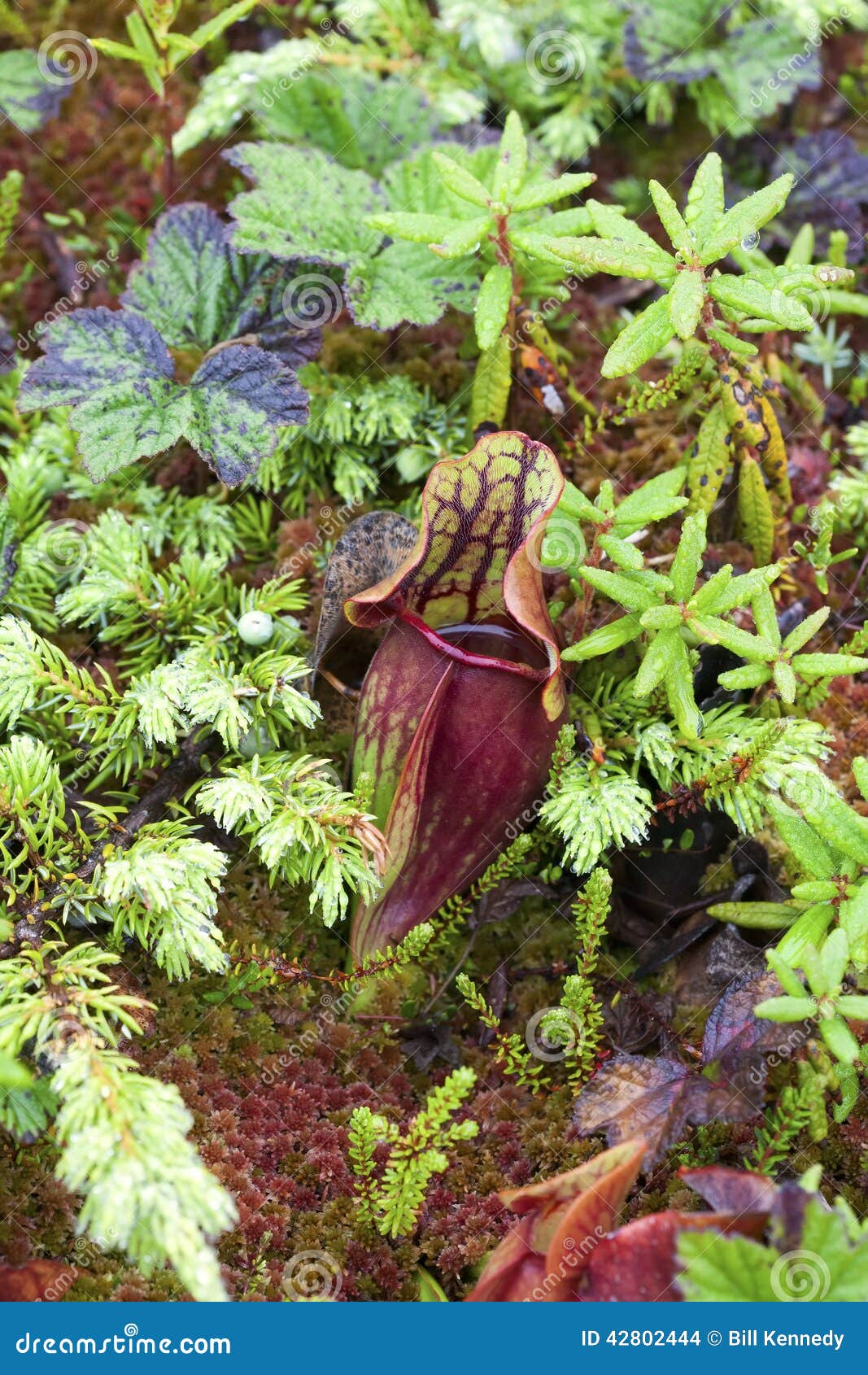 A Sarracenia Purpurea Ssp. Venosa Pitcher Plant Pitfall Trap In A ...