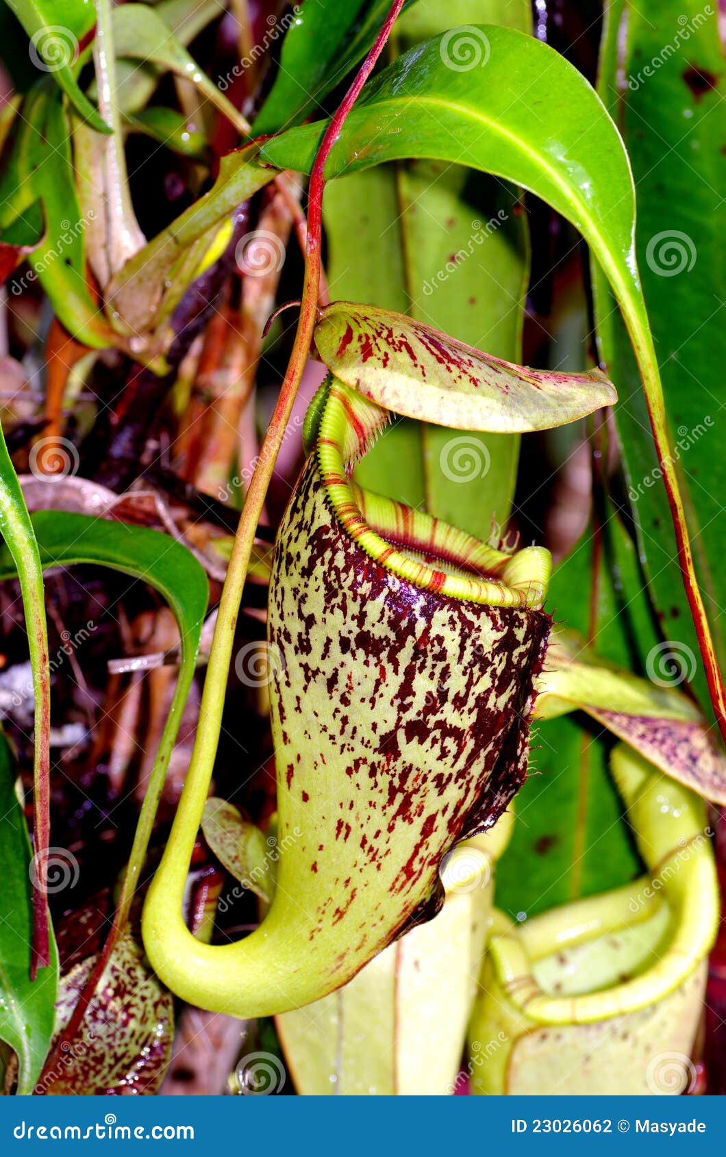 Pitcher plants stock photo. Image of leaves, purple, stalk - 23026062