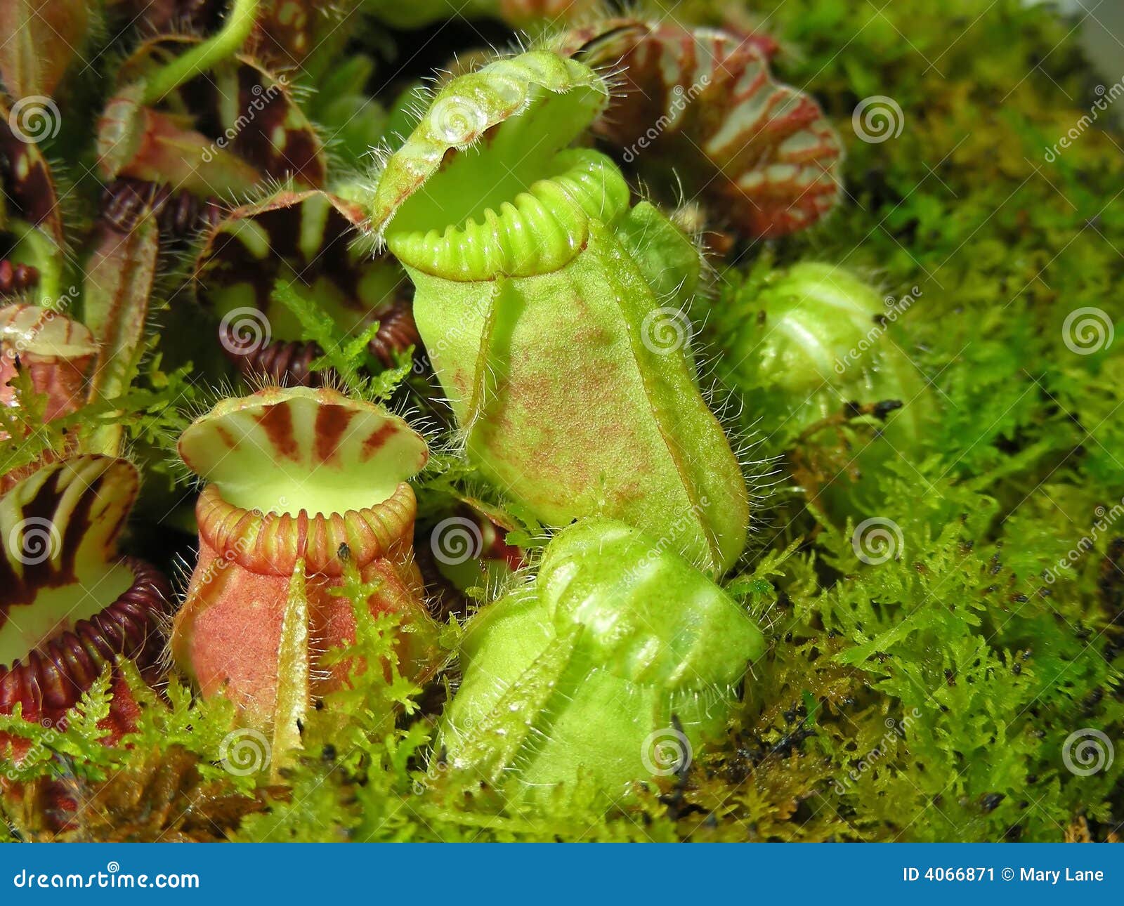 Pitcher Plants stock image. Image of macro, plant, plants - 4066871