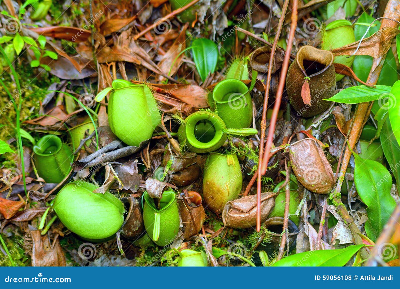 Pitcher Plants, Borneo, Malaysia Stock Photo - Image of coast, borneo ...