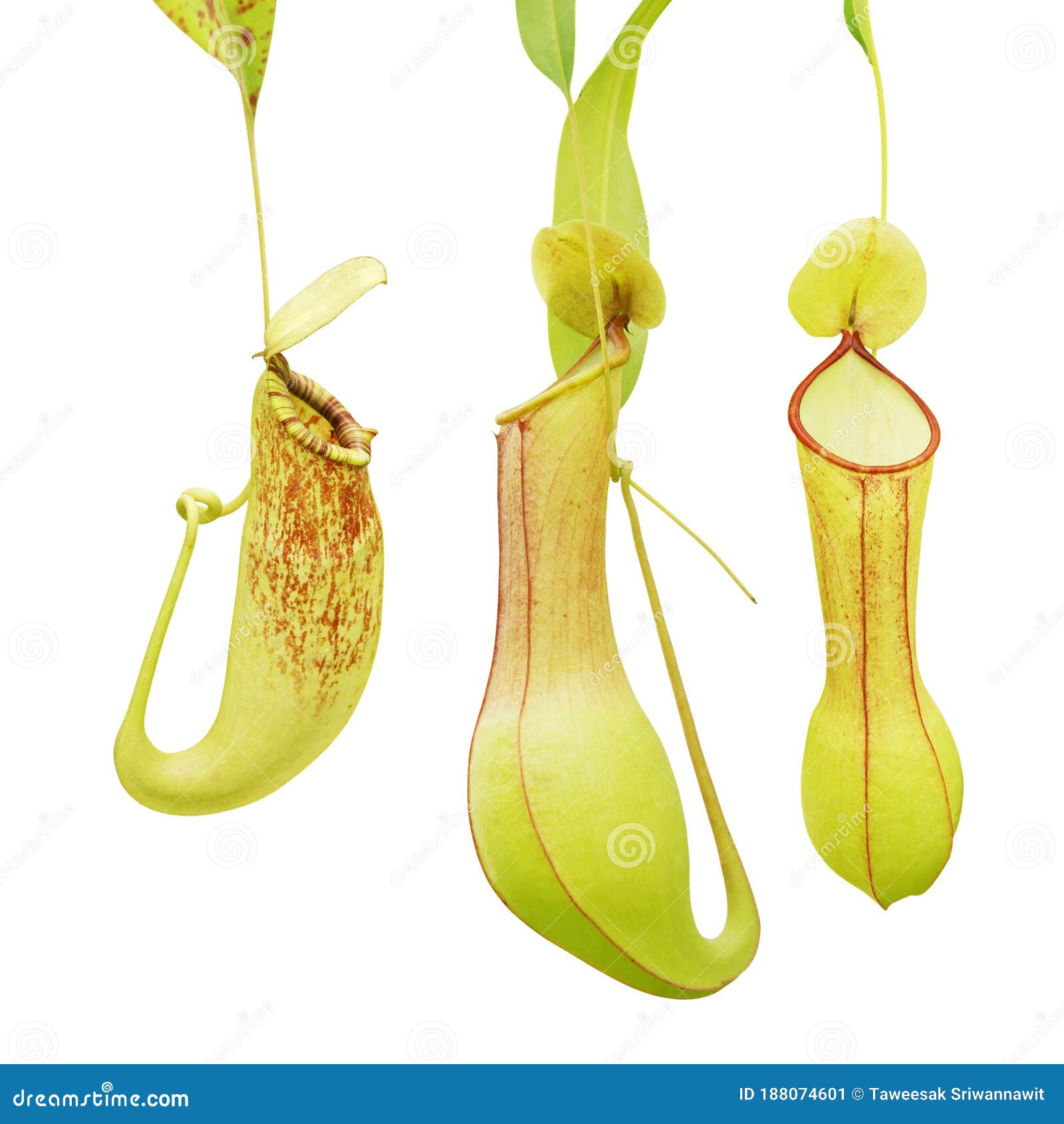 Pitcher Plants Isolated on White Background Stock Image - Image of ...