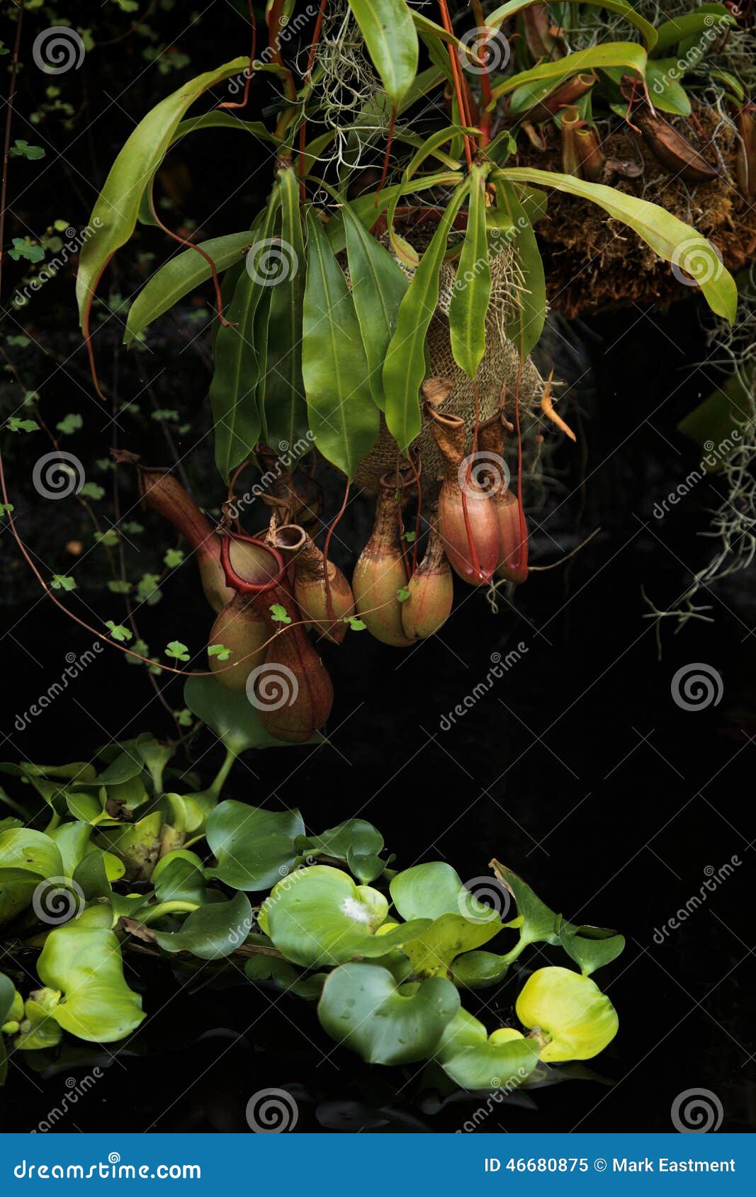 Pitcher Plants Overhanging a Pond Stock Image - Image of plant, leaves ...