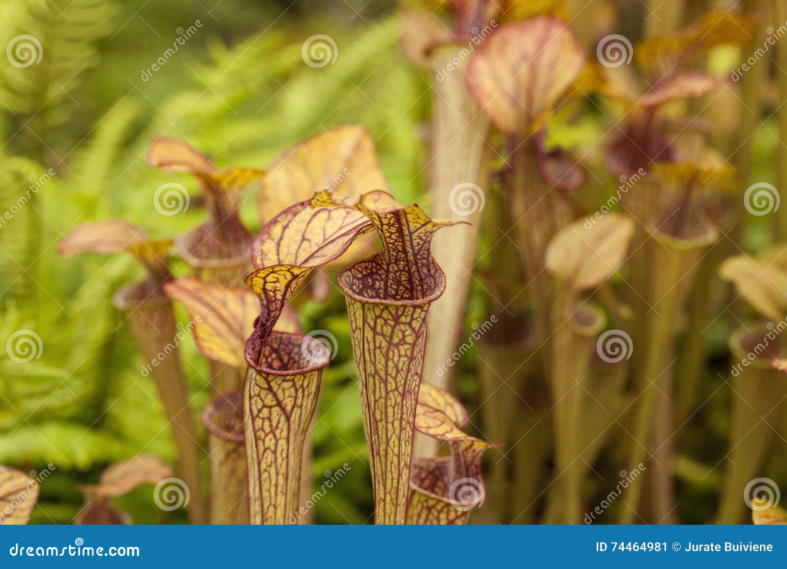 Pitcher Plants (Sarraceniaceae) Stock Image - Image of plants ...