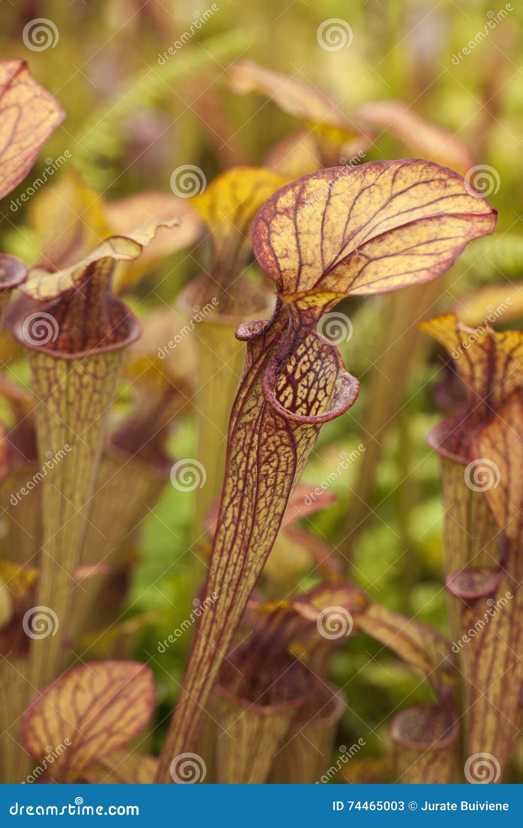 Pitcher Plants (Sarraceniaceae) Stock Image - Image of catch, insect ...
