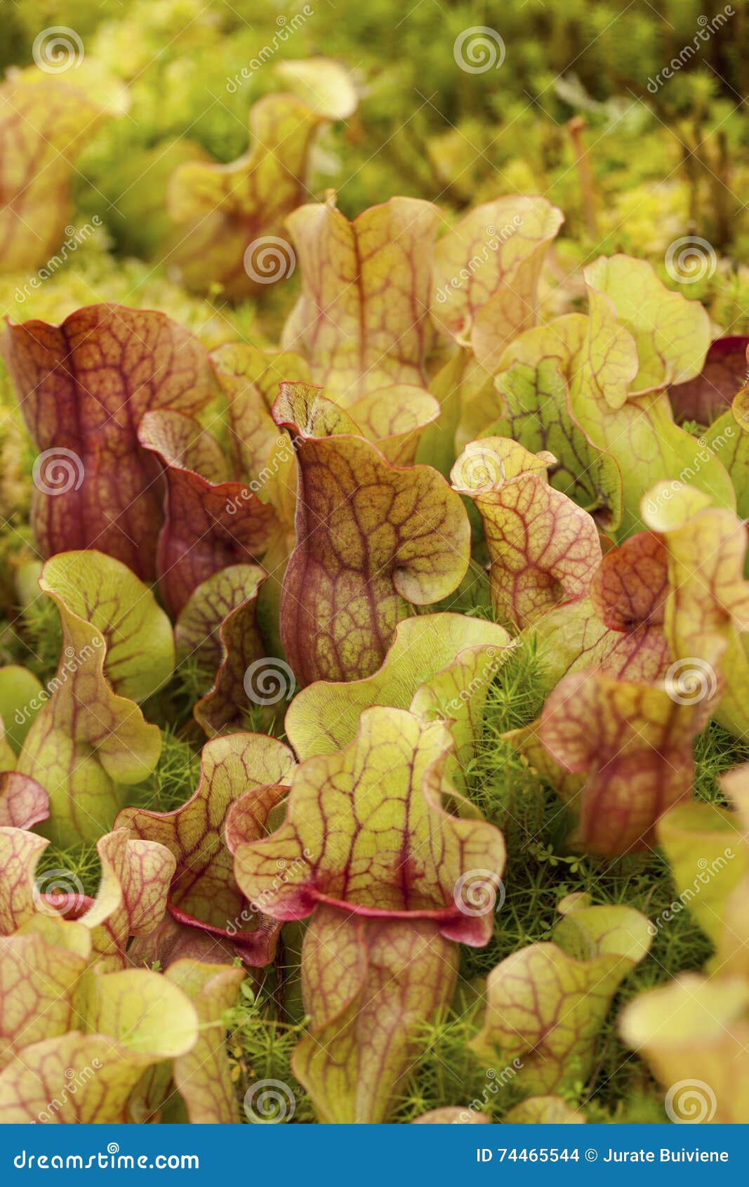 Pitcher Plants (Sarraceniaceae) Stock Photo - Image of nature ...