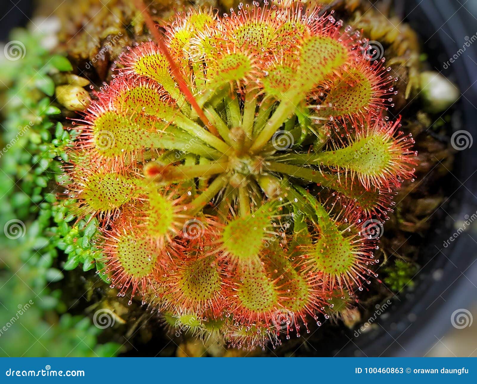 Pitfall traps, pitcher stock image. Image of carnivorous - 100460863