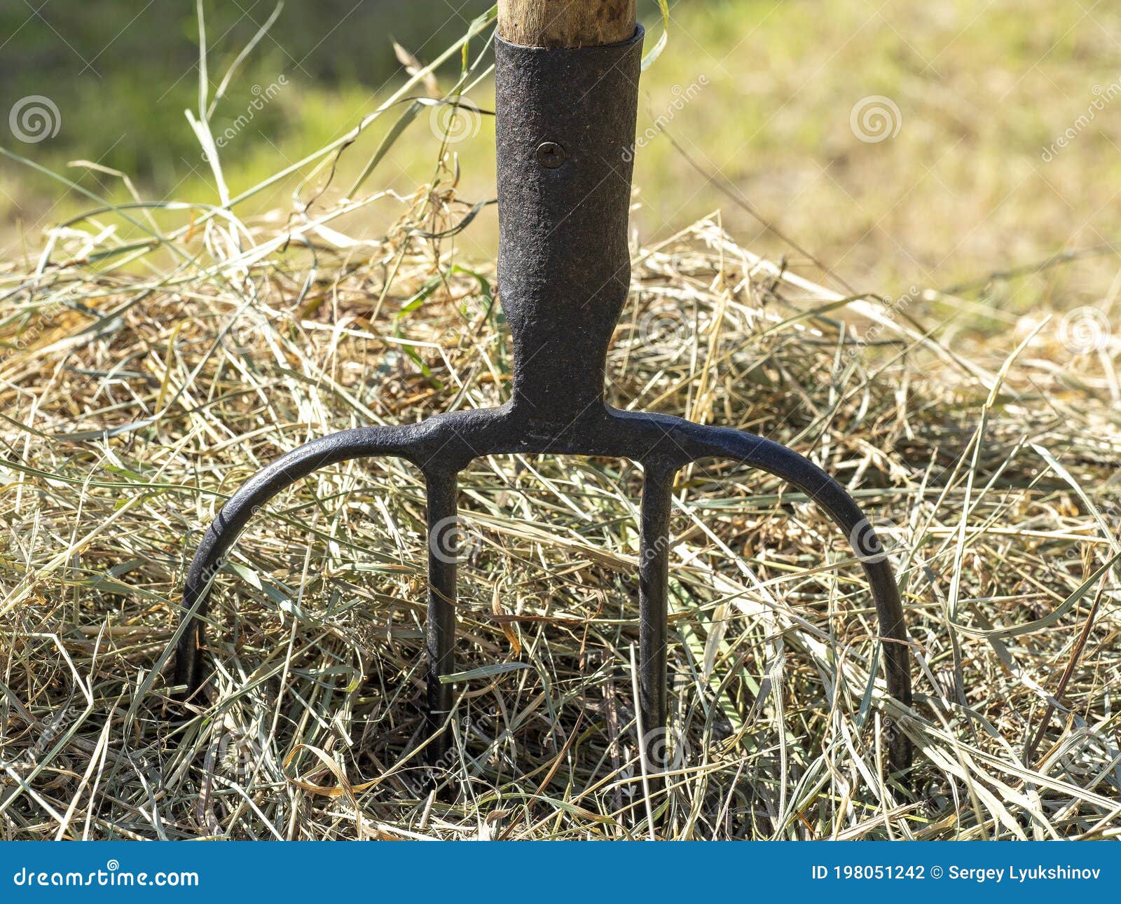 A Pitchfork for Farming is Stuck in a Haystack of Fresh Hay Stock Photo ...