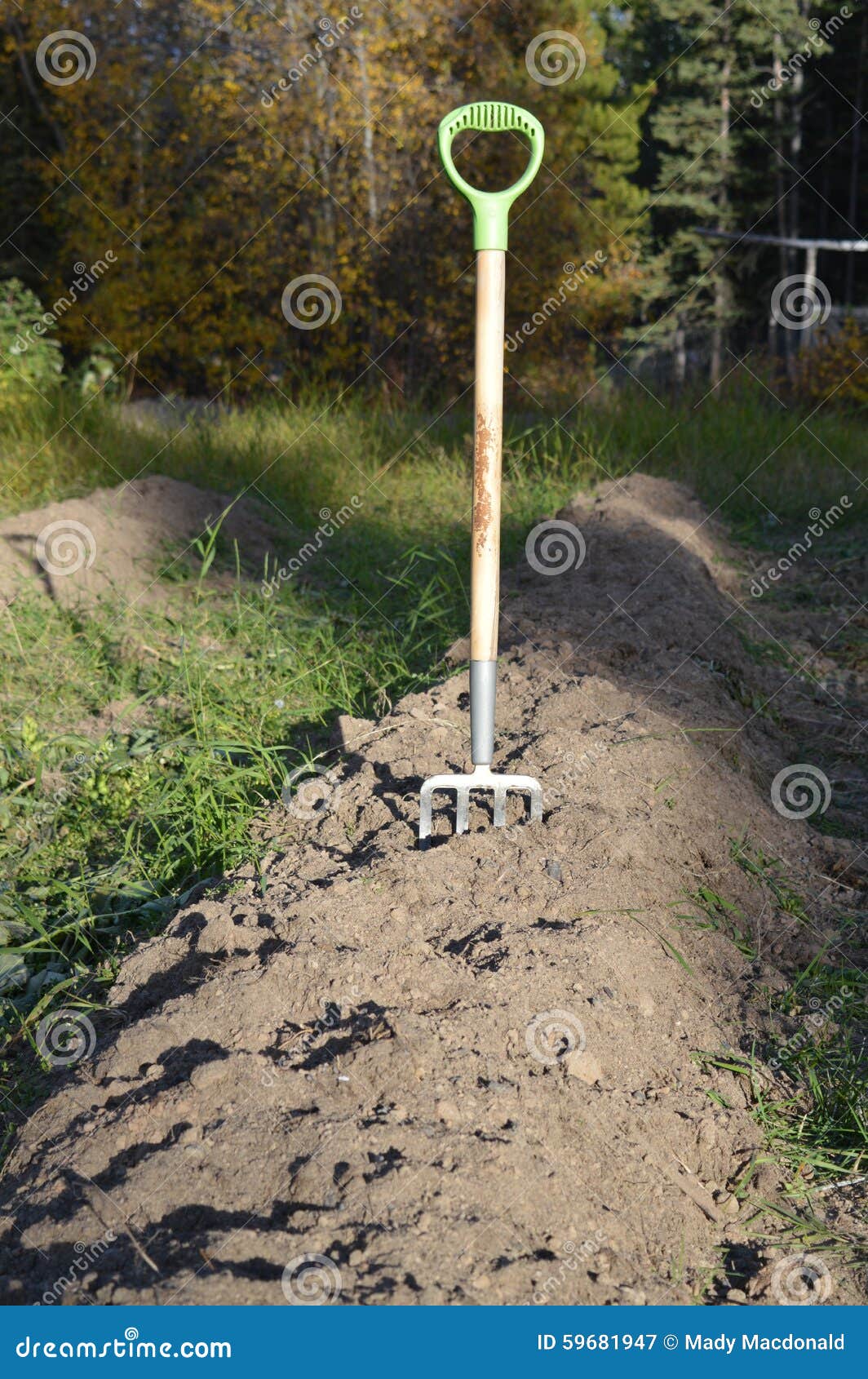 Pitchfork in furrow stock image. Image of potatoes, work - 59681947