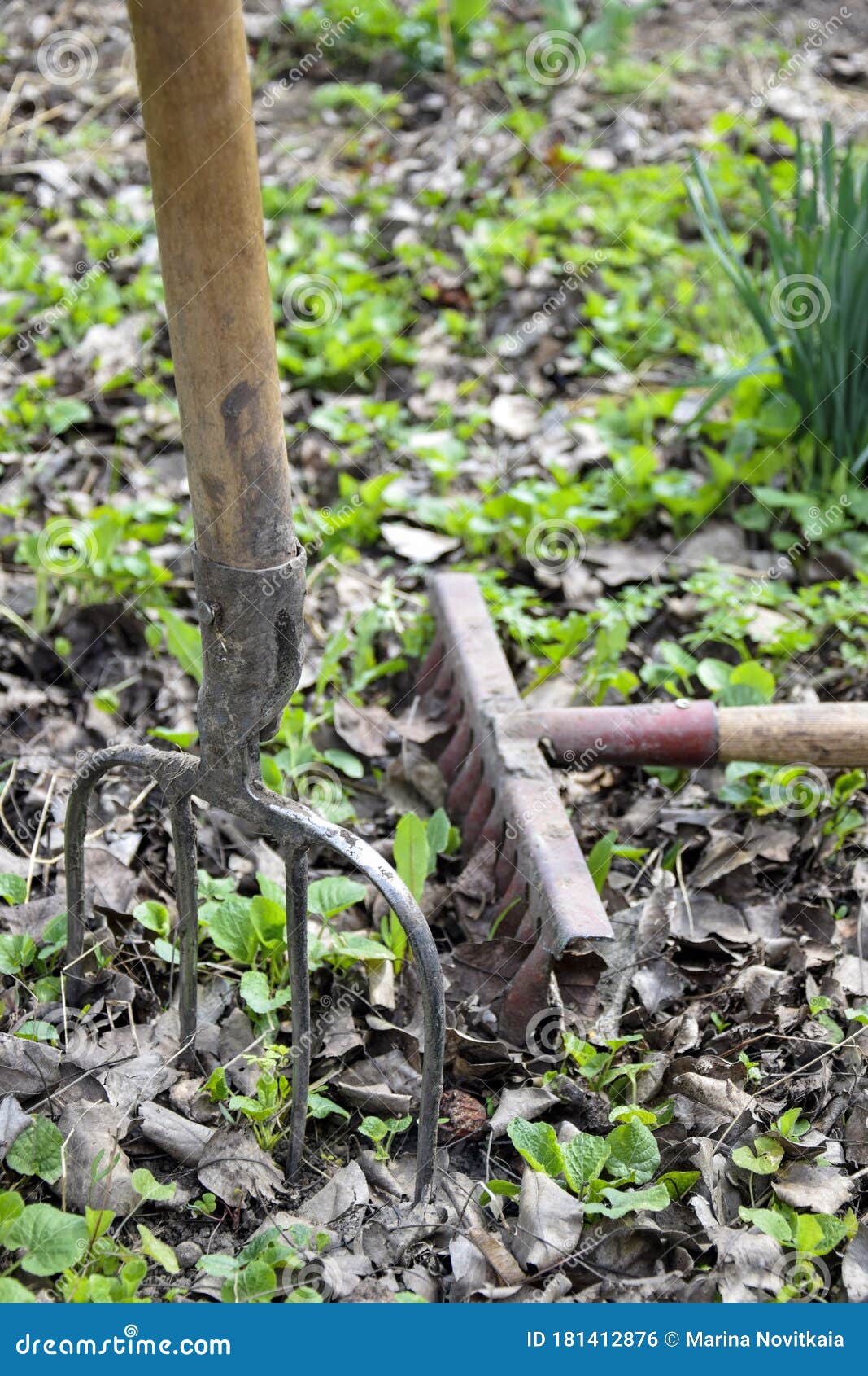 Pitchfork Stuck in Ground. Garden Tools. Spring Work in the Garden ...