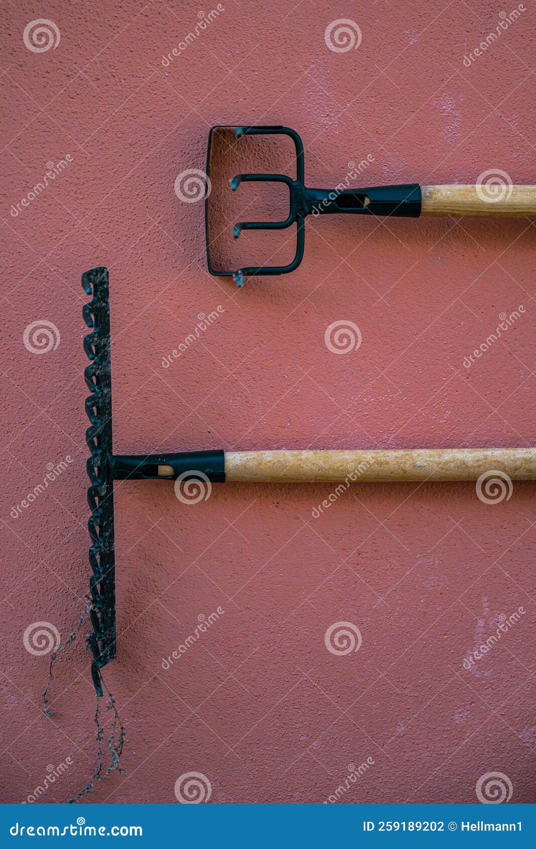 Old Steel Pitchforks In A Pile Of Manure , Fertilize Fields Stock ...