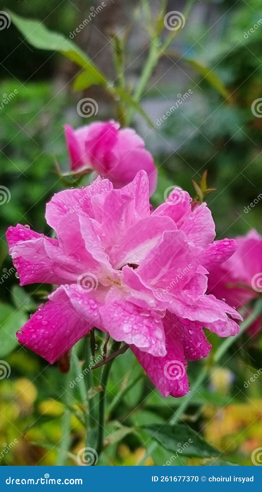 Pitcure of Roses, Red Flower without Dew Stock Photo - Image of plant ...