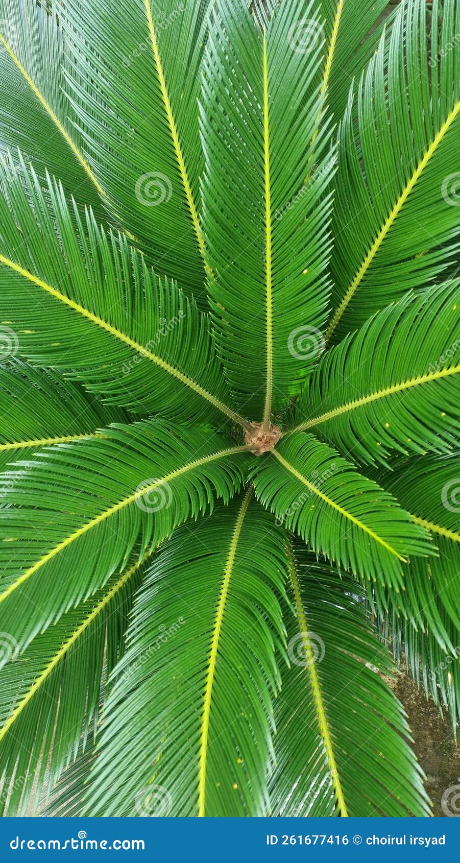 Pitcure of Three in the Garden Stock Photo - Image of leaf, spruce ...