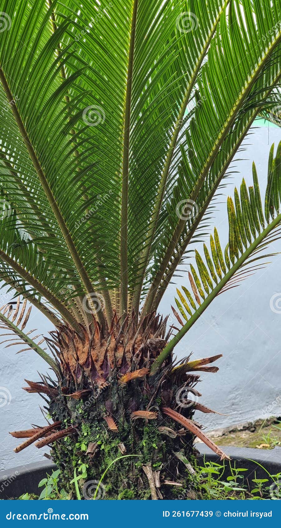 Pitcure of Tree in the Garden Stock Image - Image of garden, produce ...