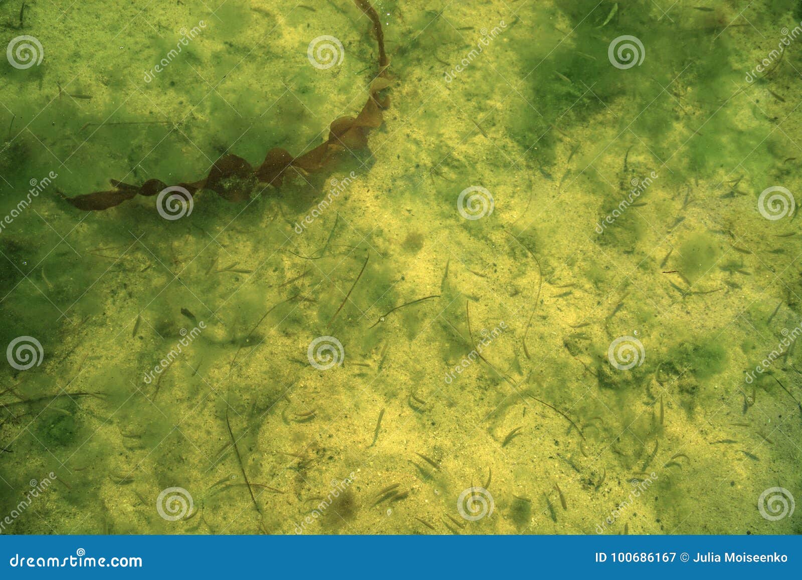 Pitfalls and Shells Covered with Algae, Small Shells. in the Clean Sea ...