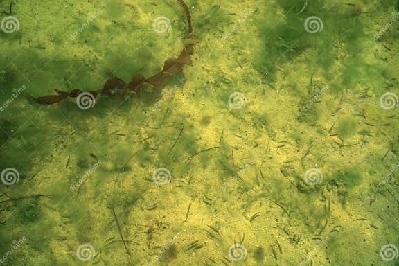 Pitfalls and Shells Covered with Algae, Small Shells. in the Clean Sea ...